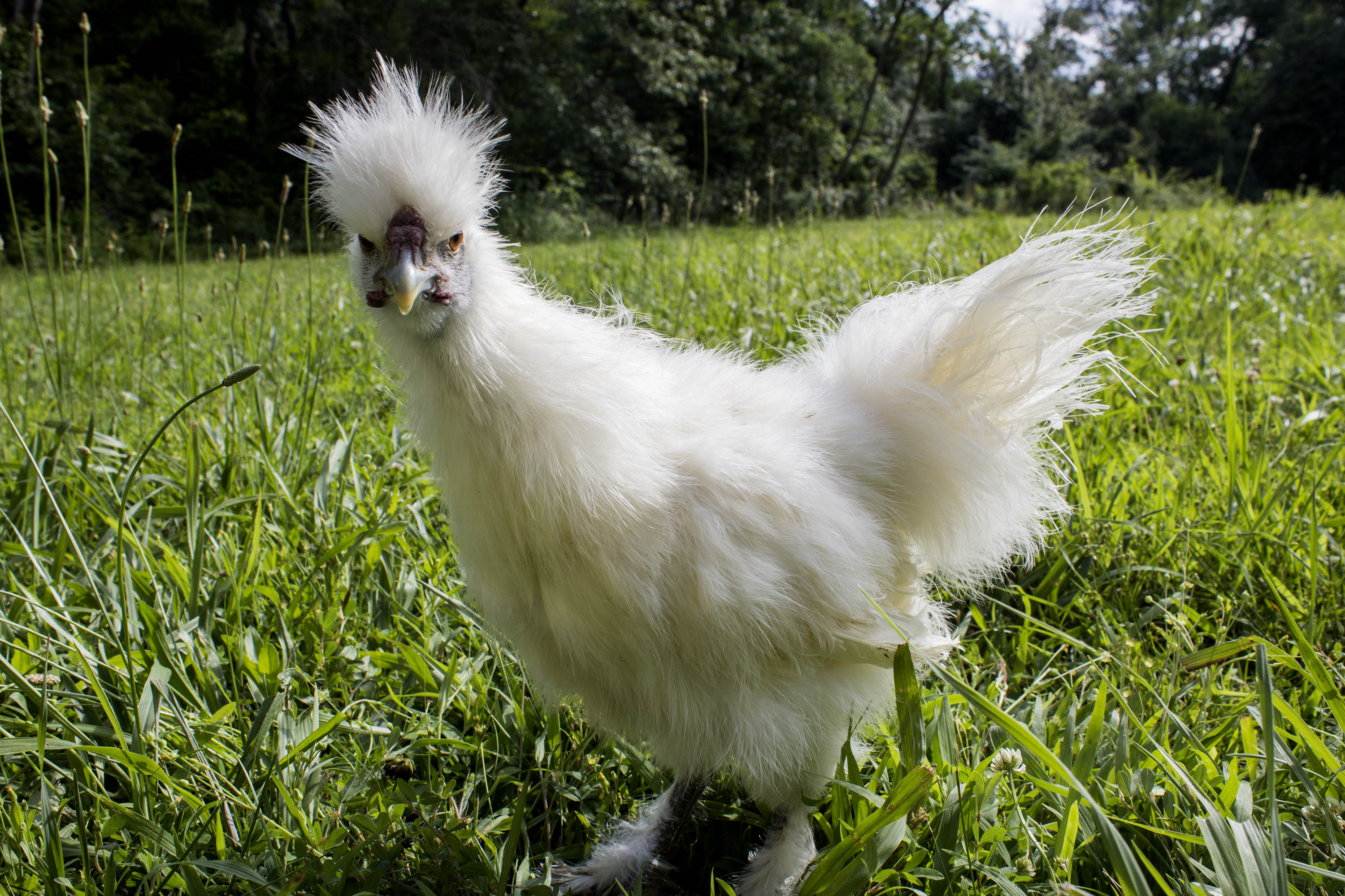 4-toes, white Silkie Hen, | BackYard Chickens - Learn How to Raise Chickens