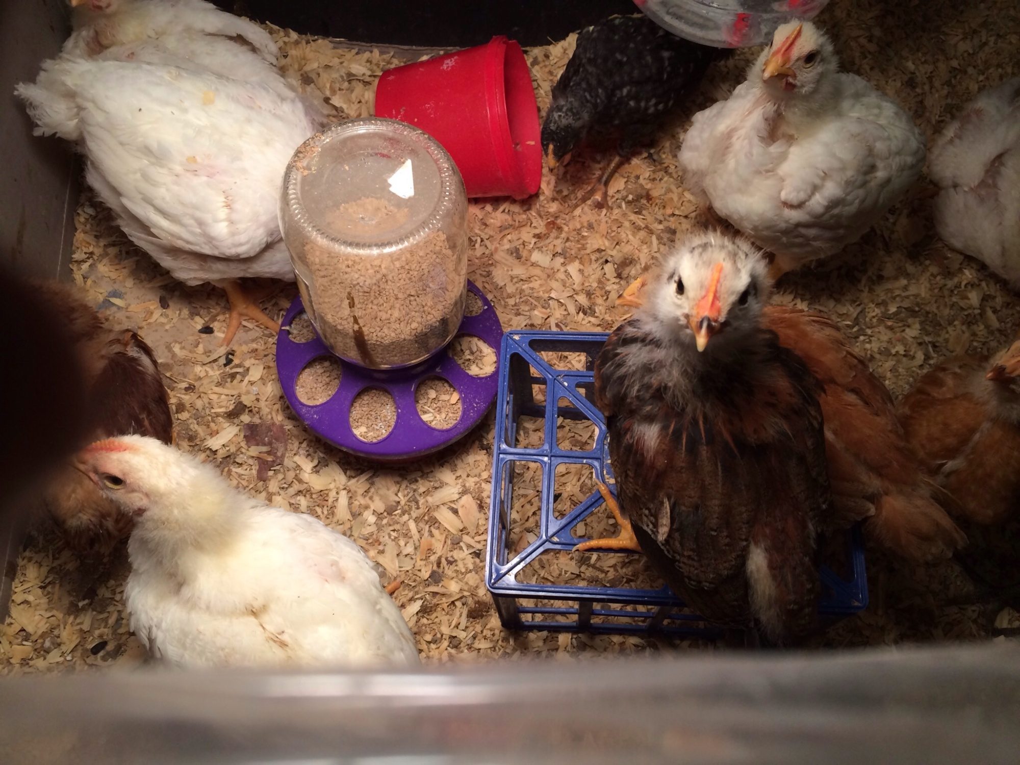 4 week chicks | BackYard Chickens - Learn How to Raise Chickens