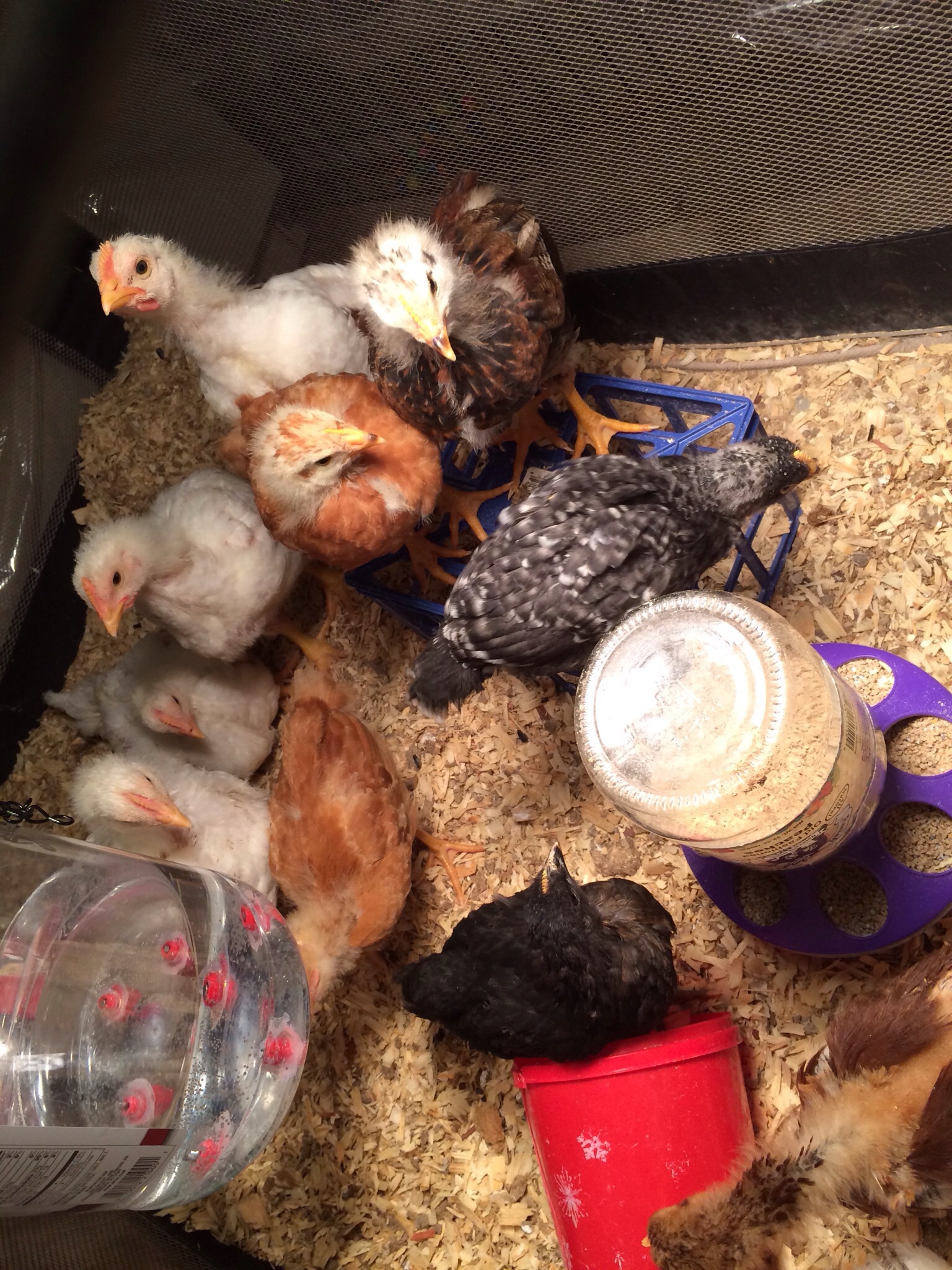 4 week chicks | BackYard Chickens - Learn How to Raise Chickens