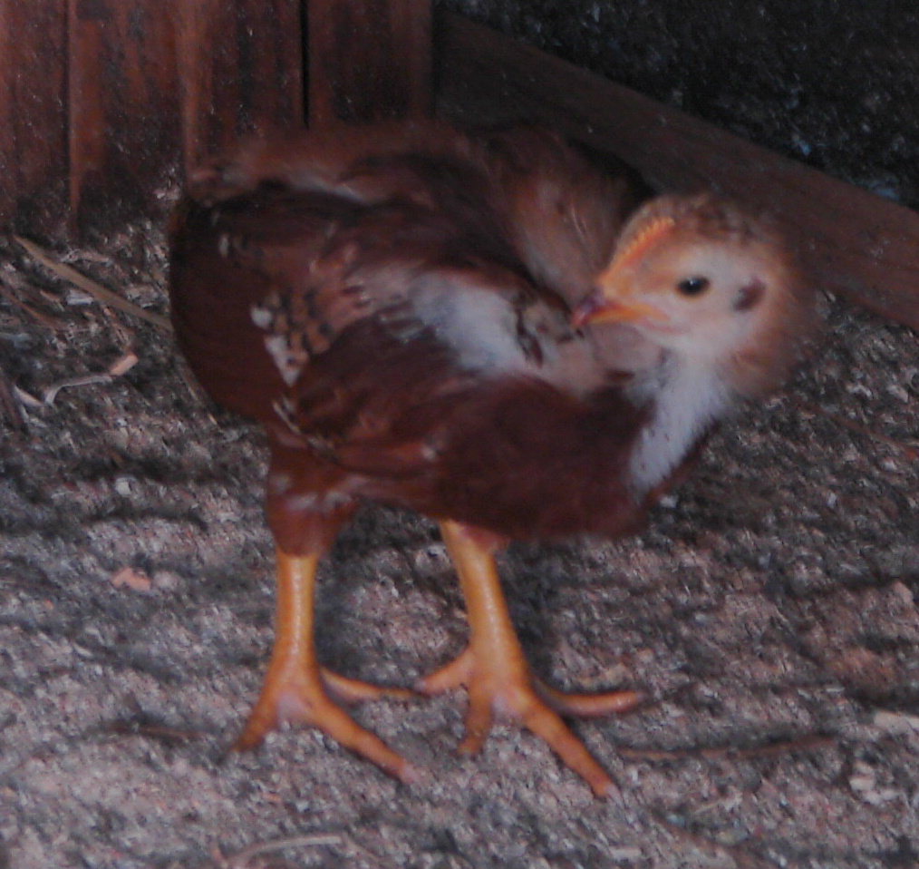 4 week old poulett | BackYard Chickens - Learn How to Raise Chickens