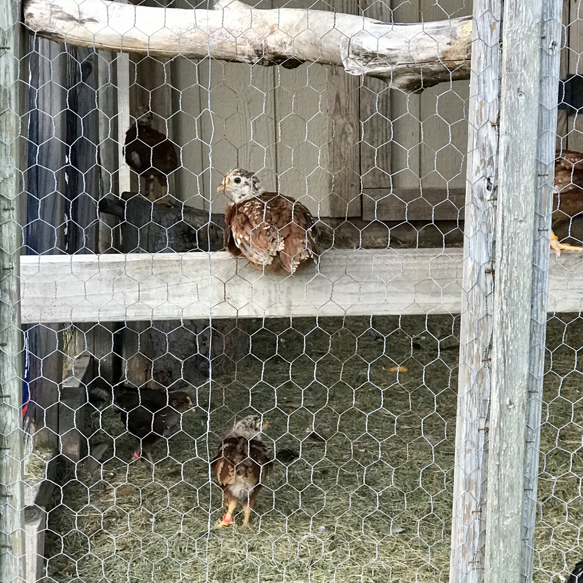 4 weeks old Buckeyes | BackYard Chickens - Learn How to Raise Chickens