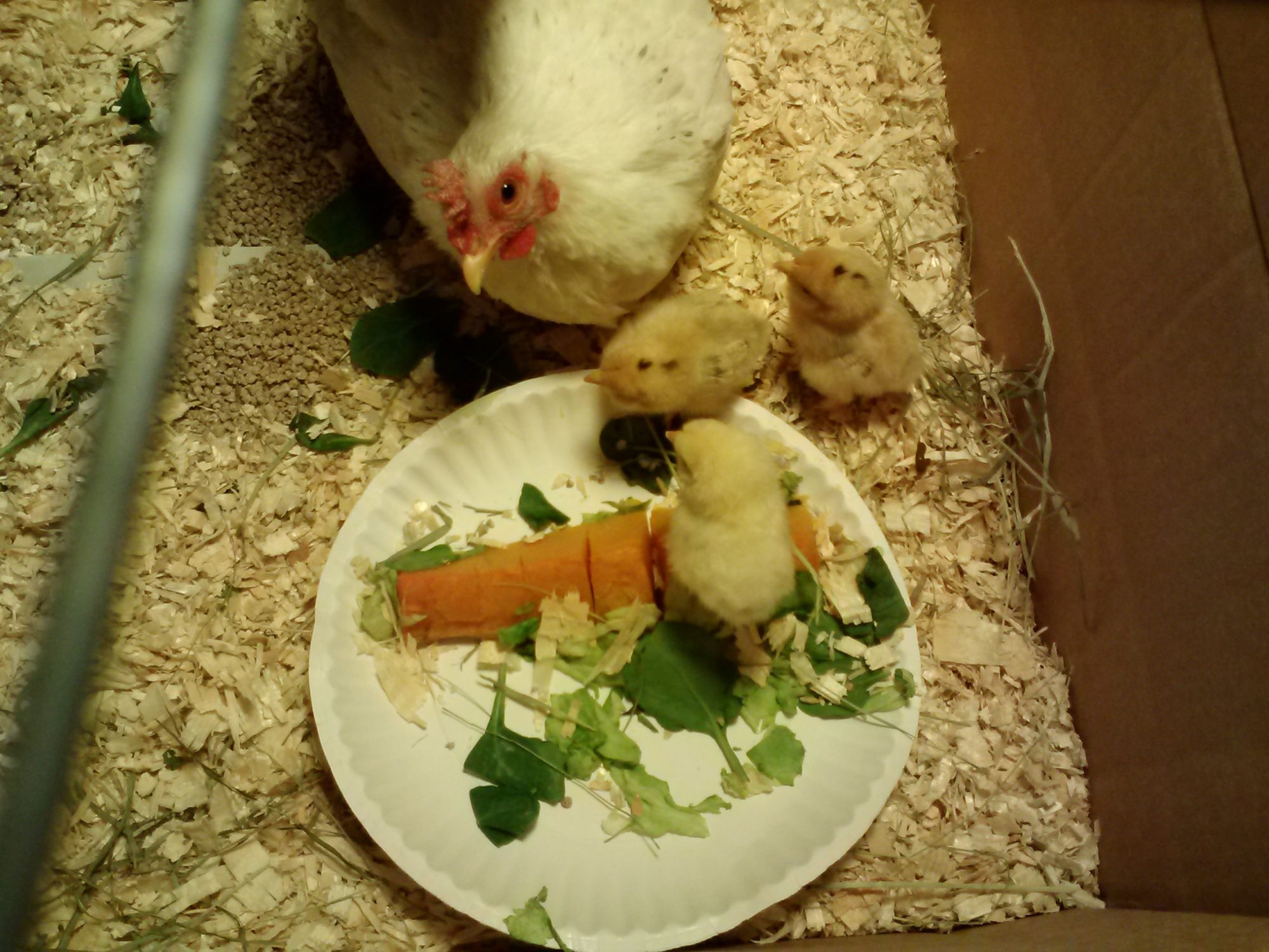 4 weeks old Wed. | BackYard Chickens - Learn How to Raise Chickens
