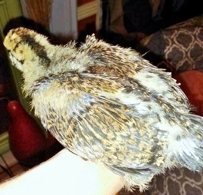 4 weeks old | BackYard Chickens - Learn How to Raise Chickens