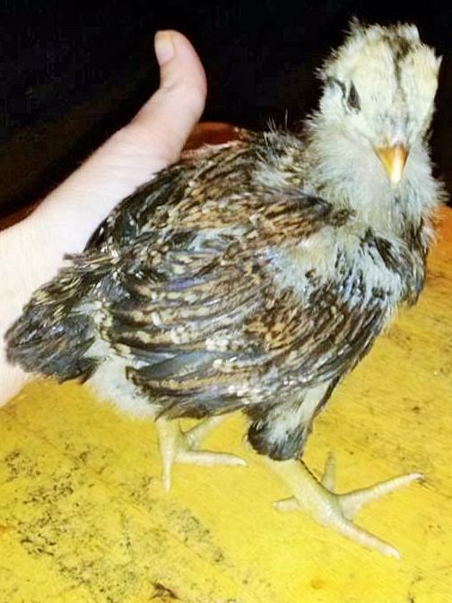 4 weeks old | BackYard Chickens - Learn How to Raise Chickens