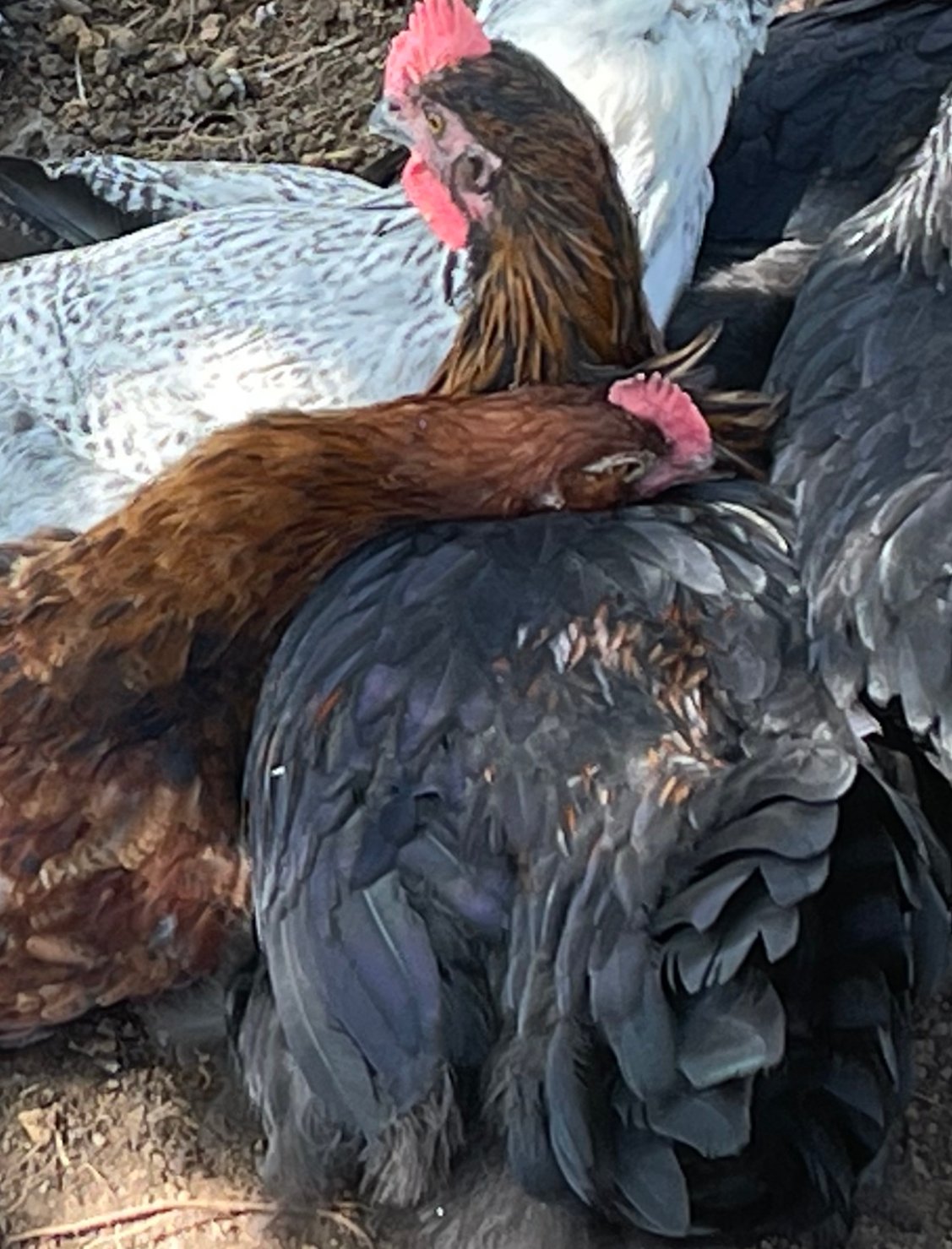 42.jpg | BackYard Chickens - Learn How to Raise Chickens