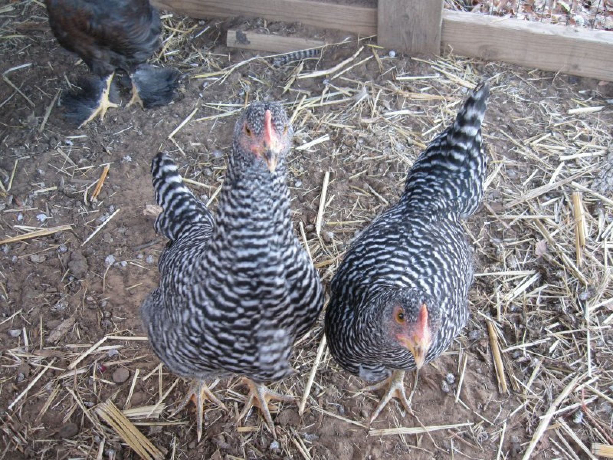 BackYard Chickens - Learn How to Raise Chickens