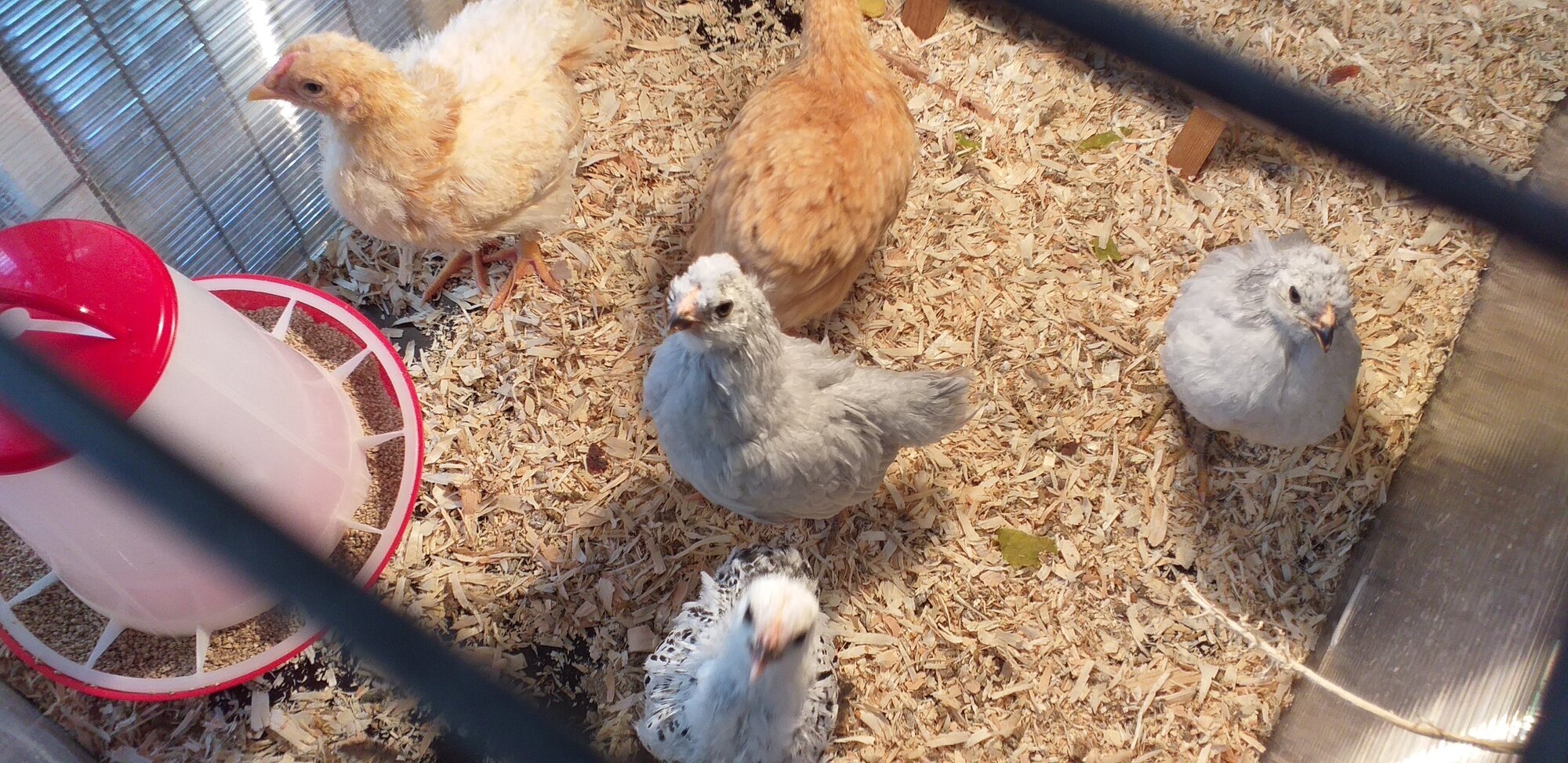 49.jpg | BackYard Chickens - Learn How to Raise Chickens