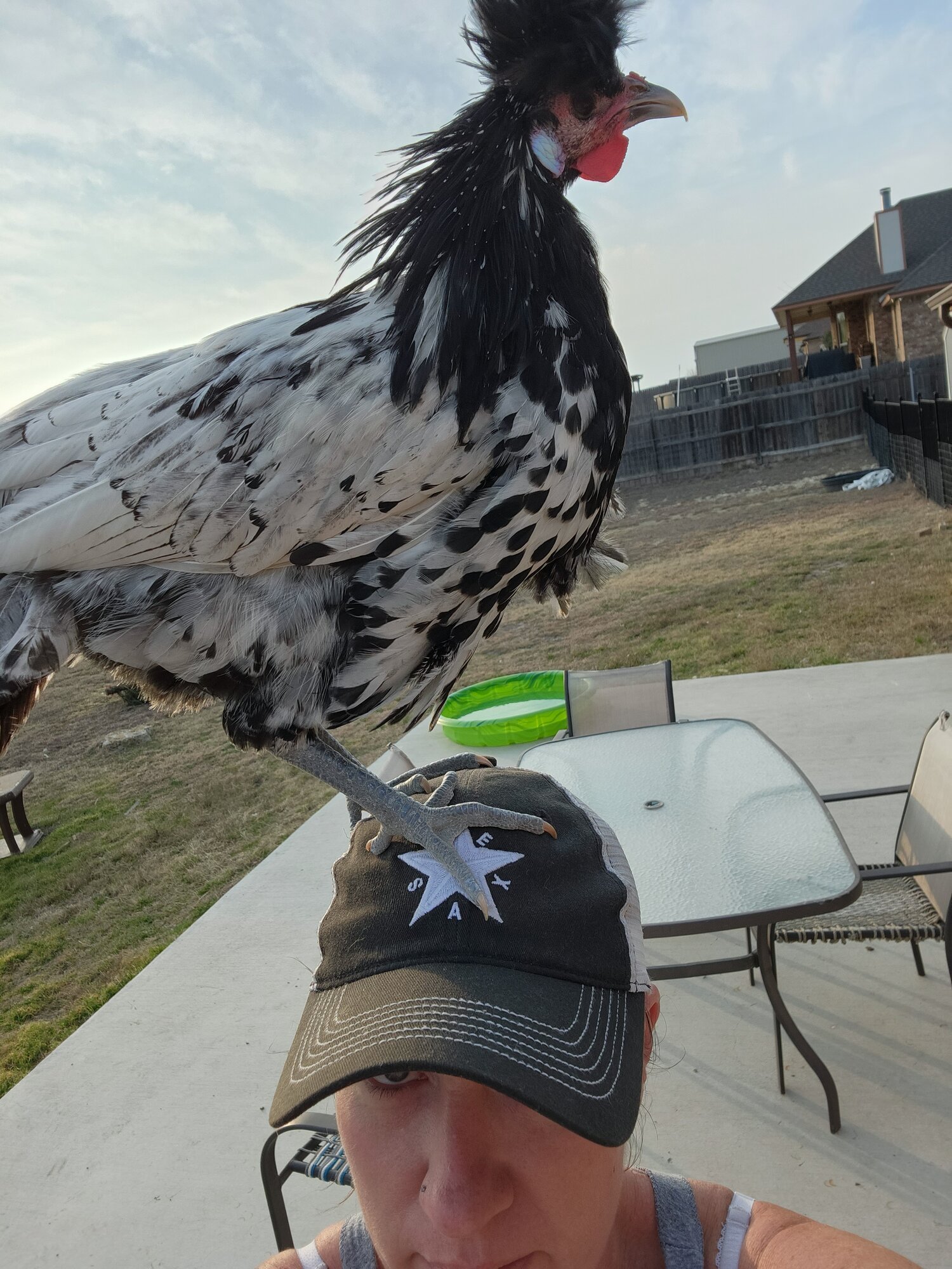 49.jpg | BackYard Chickens - Learn How to Raise Chickens