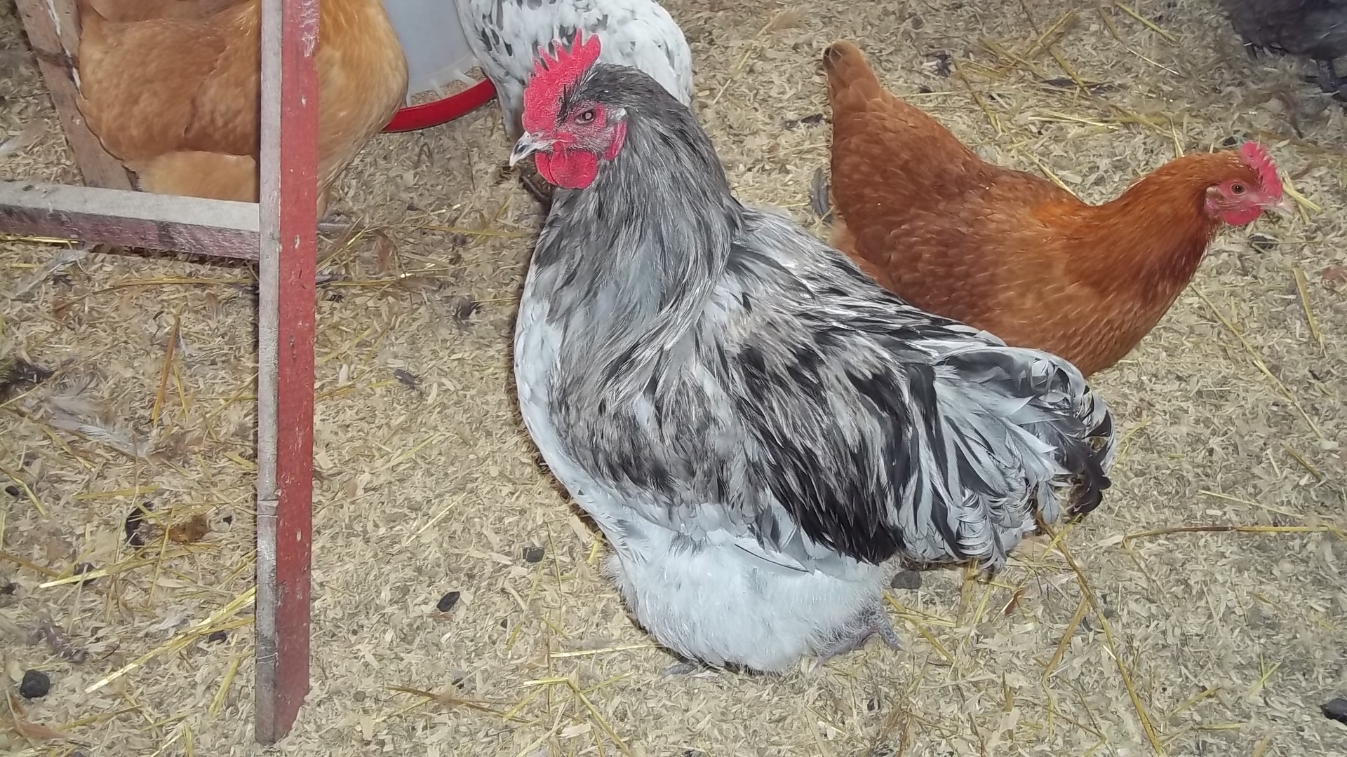 BackYard Chickens - Learn How to Raise Chickens