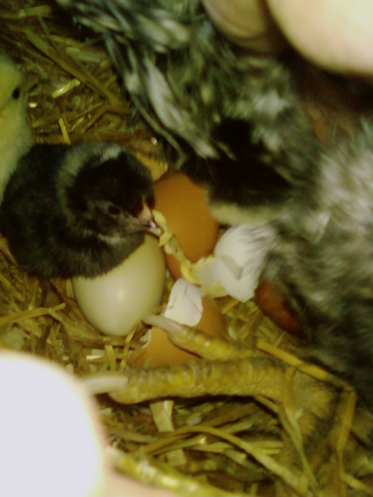 BackYard Chickens - Learn How to Raise Chickens