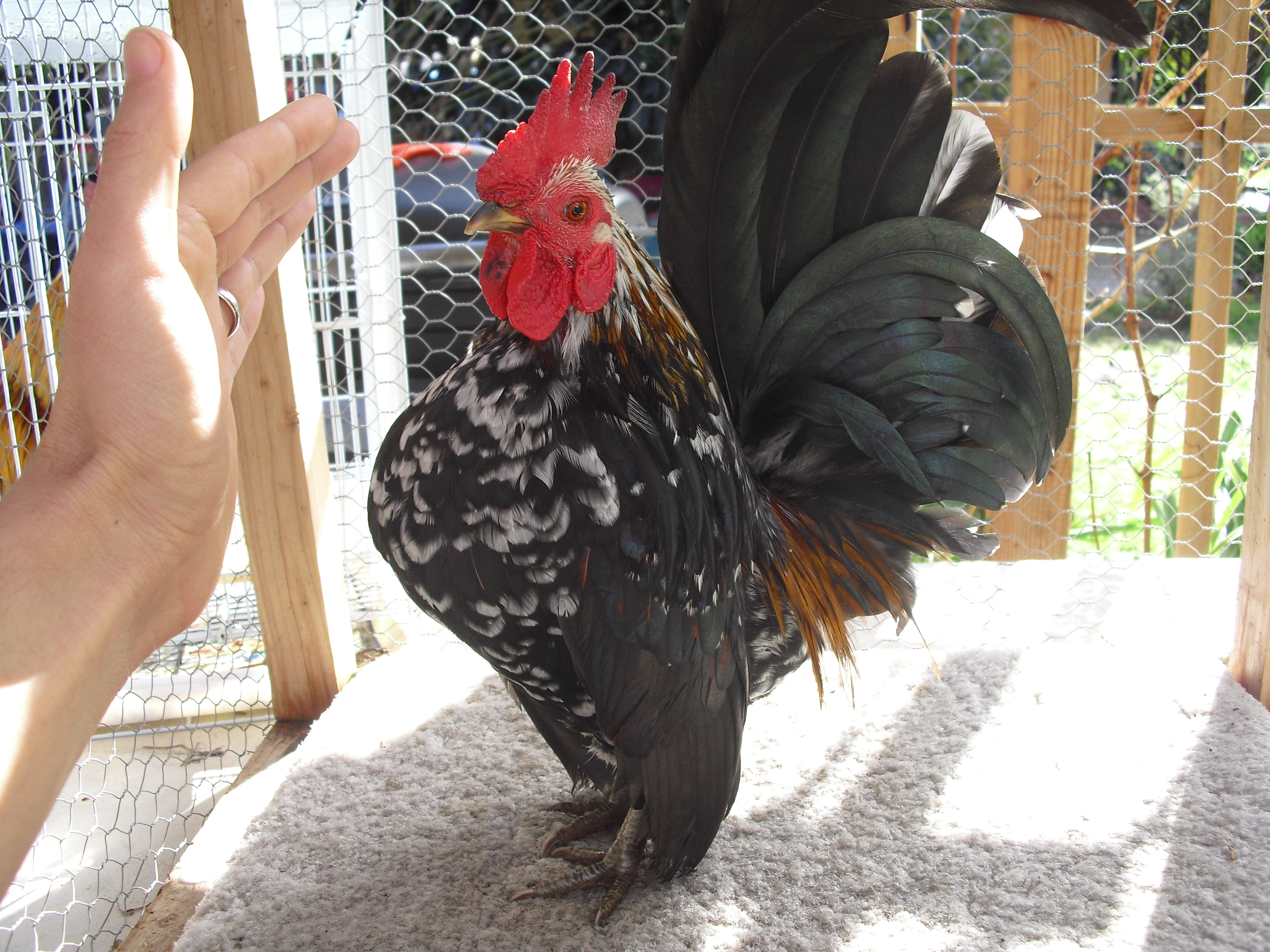 BackYard Chickens - Learn How to Raise Chickens