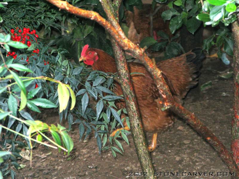 BackYard Chickens - Learn How to Raise Chickens