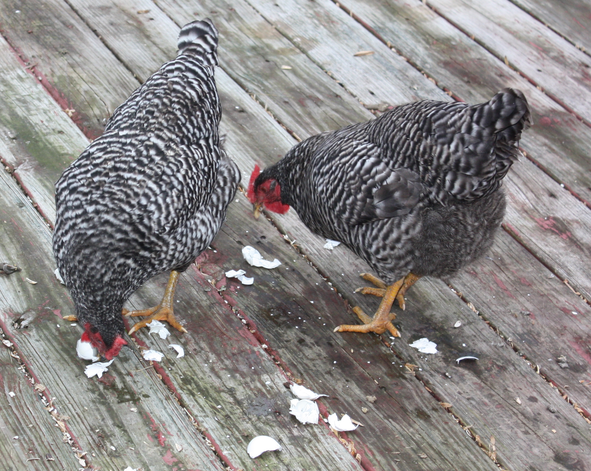 BackYard Chickens - Learn How to Raise Chickens