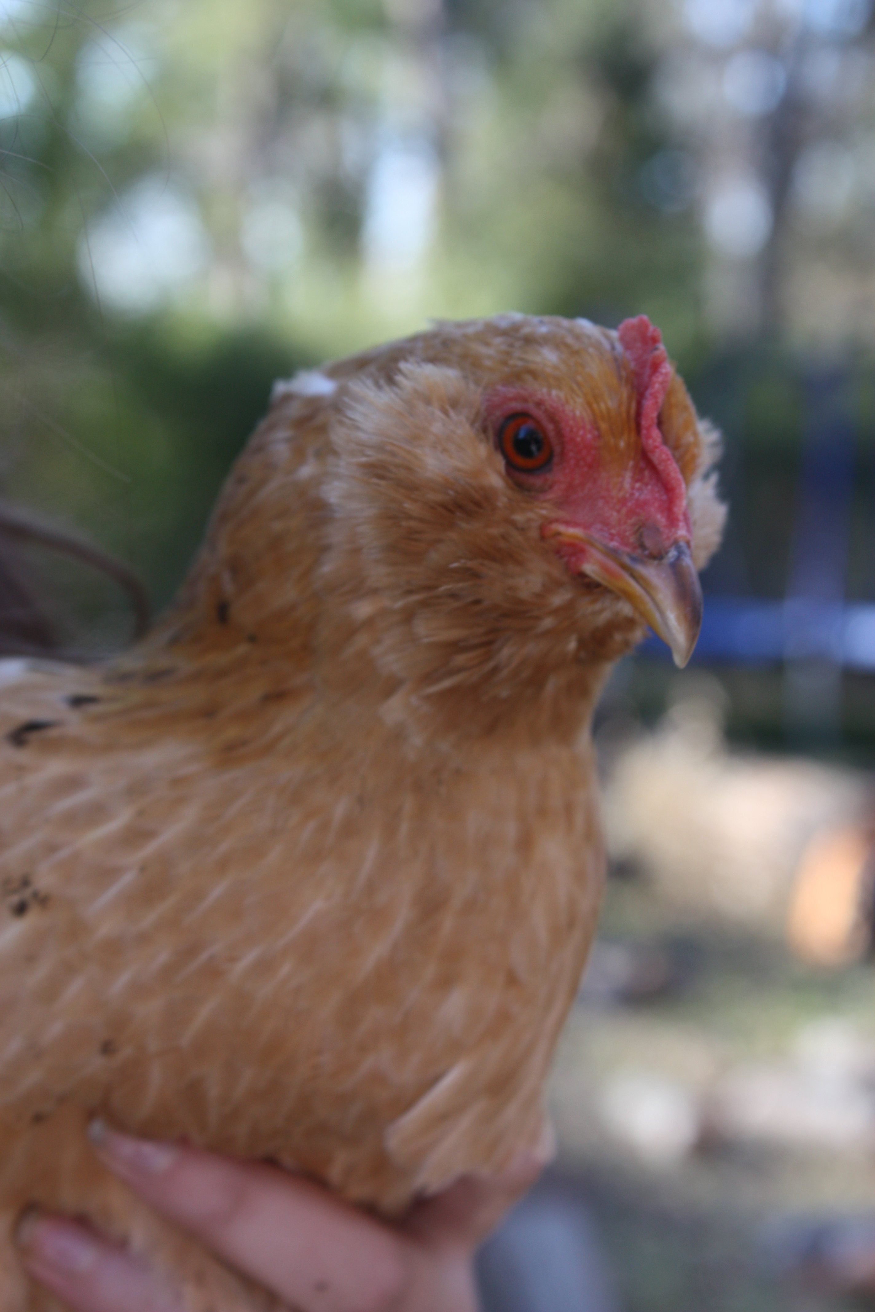 BackYard Chickens - Learn How to Raise Chickens