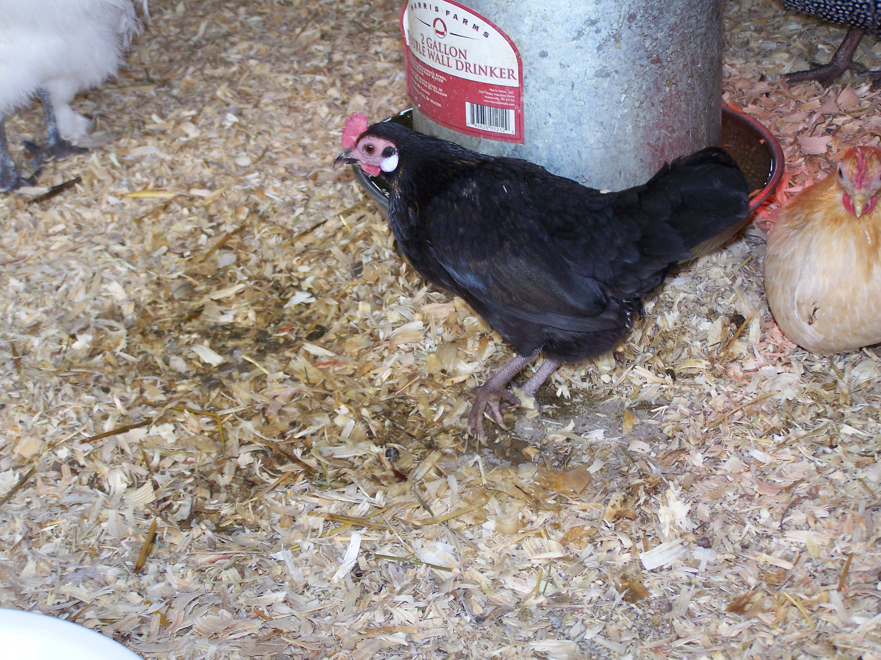 BackYard Chickens - Learn How to Raise Chickens