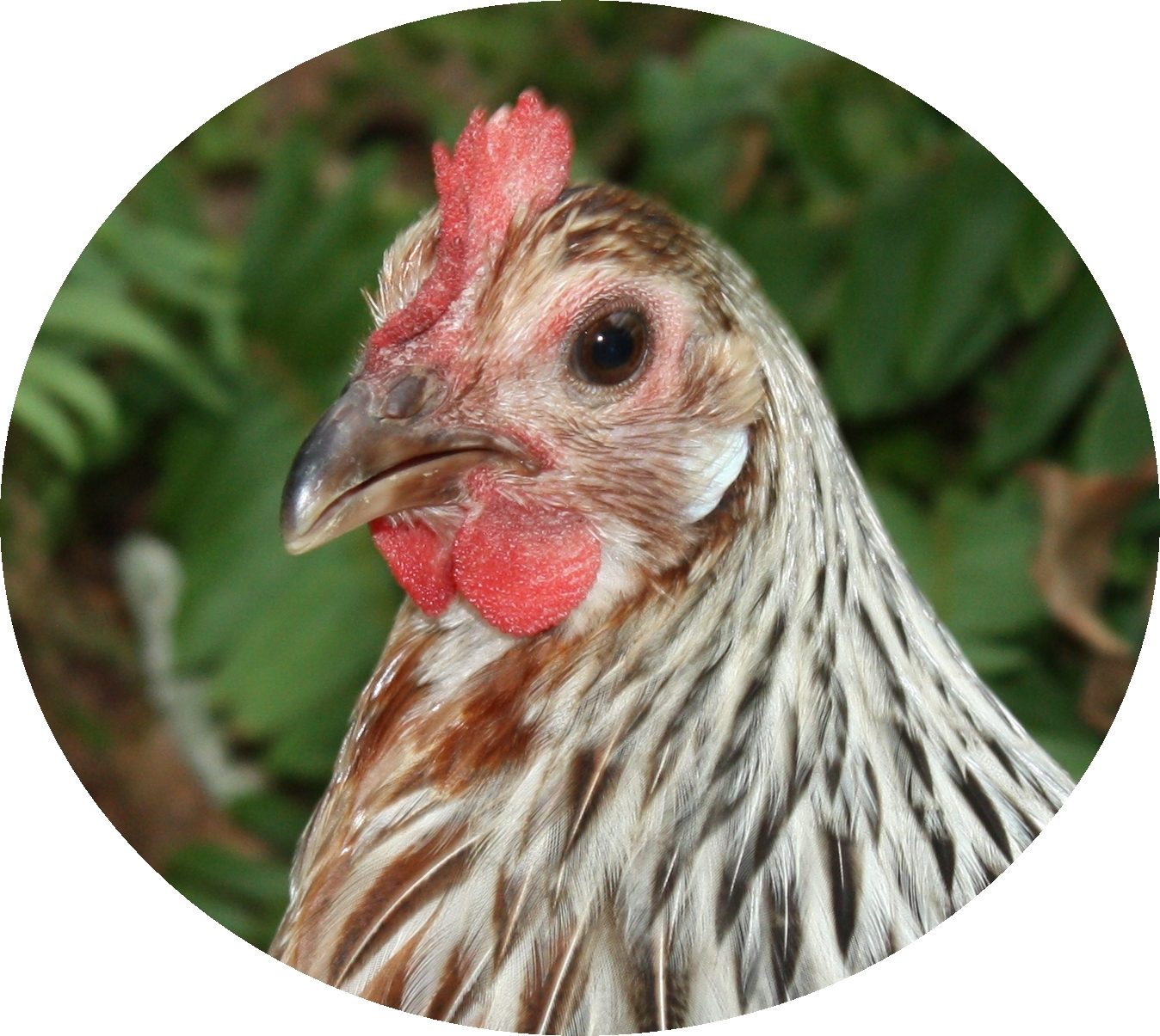 BackYard Chickens - Learn How to Raise Chickens
