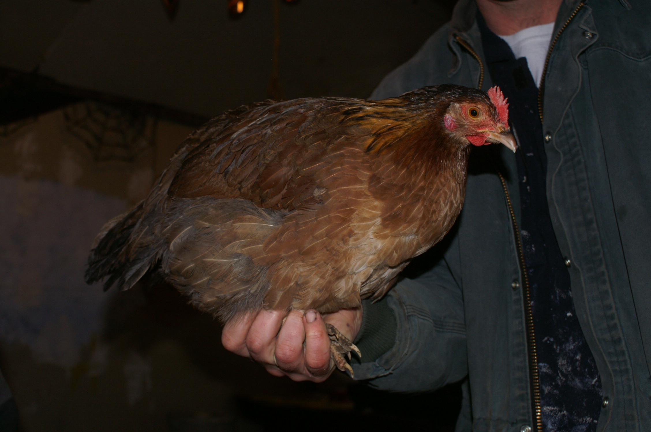 BackYard Chickens - Learn How to Raise Chickens