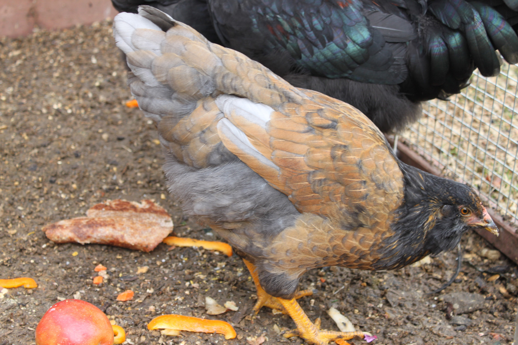 BackYard Chickens - Learn How to Raise Chickens