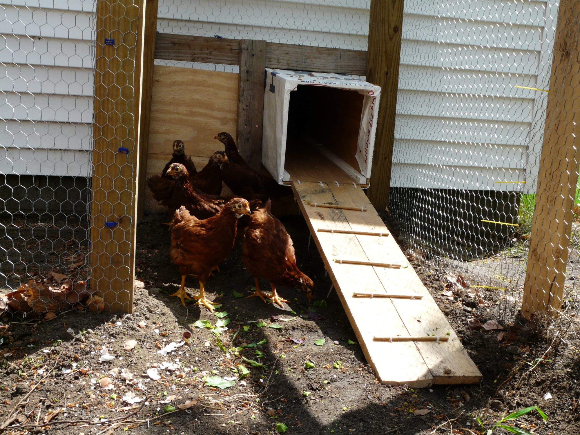 5-7-2011 Checking out the run. | BackYard Chickens - Learn How to Raise ...