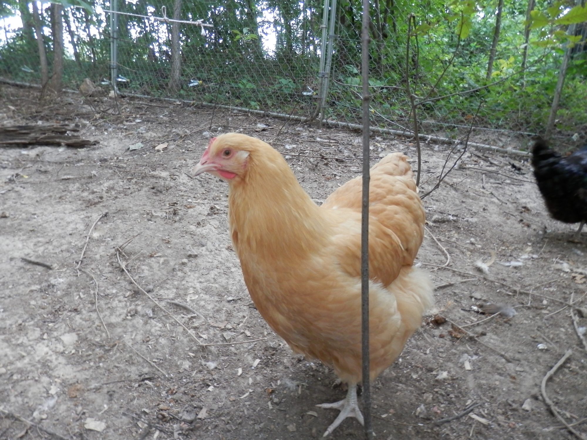 5 months | BackYard Chickens - Learn How to Raise Chickens