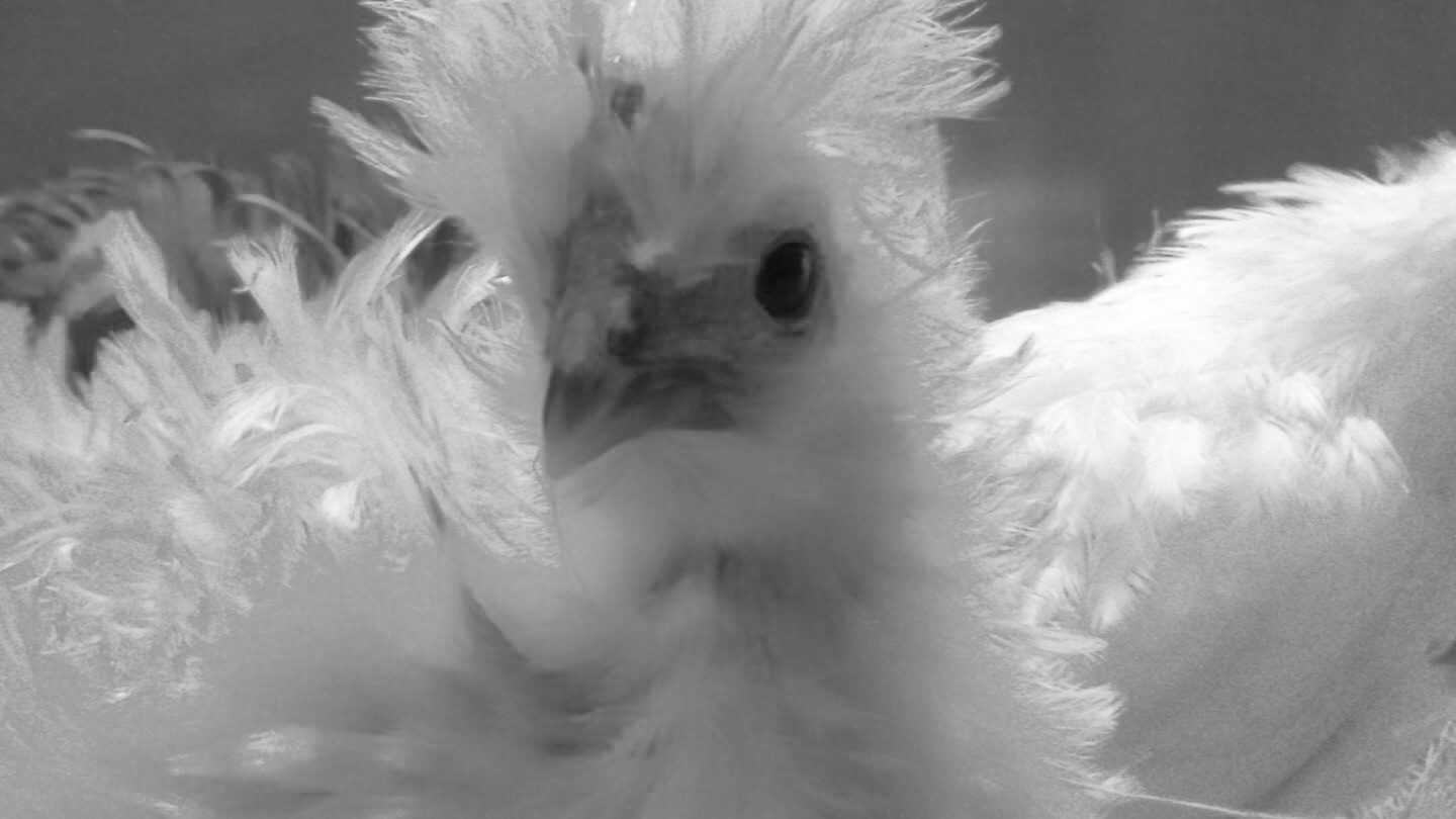 5 week sizzle roo | BackYard Chickens - Learn How to Raise Chickens