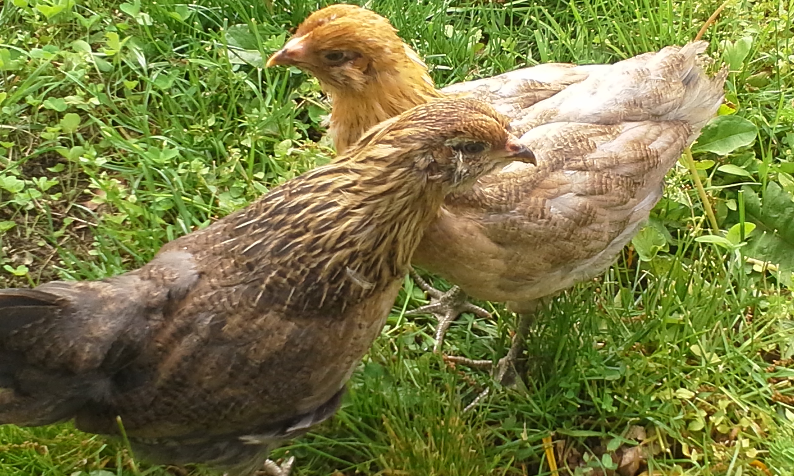 5 weeks old and enjoying the yard now. | BackYard Chickens - Learn How ...