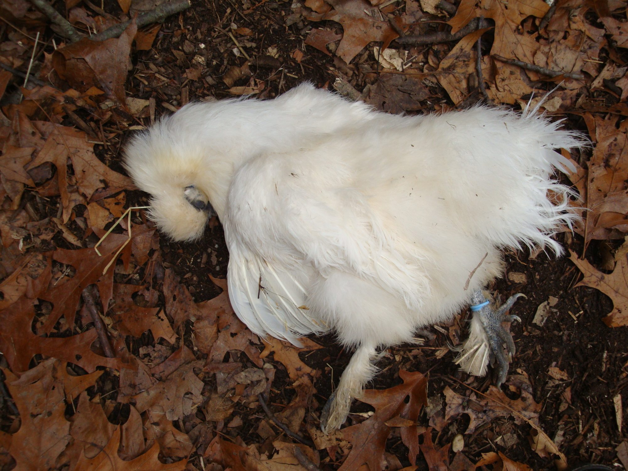 BackYard Chickens - Learn How to Raise Chickens