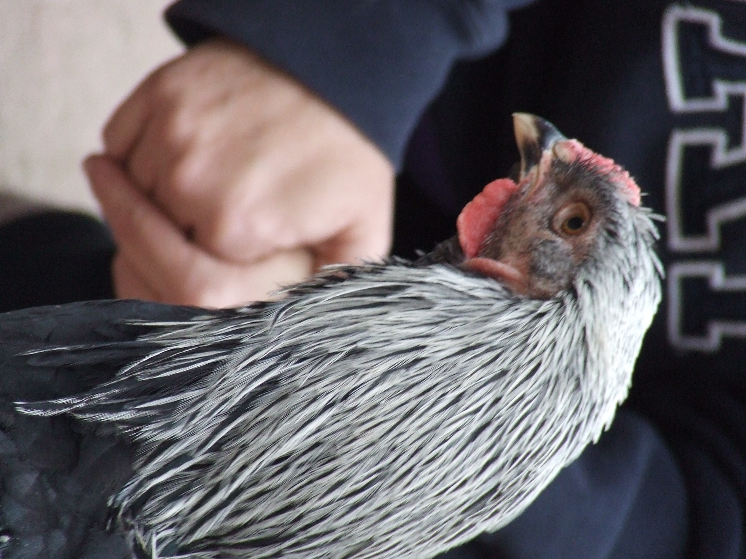 BackYard Chickens - Learn How to Raise Chickens