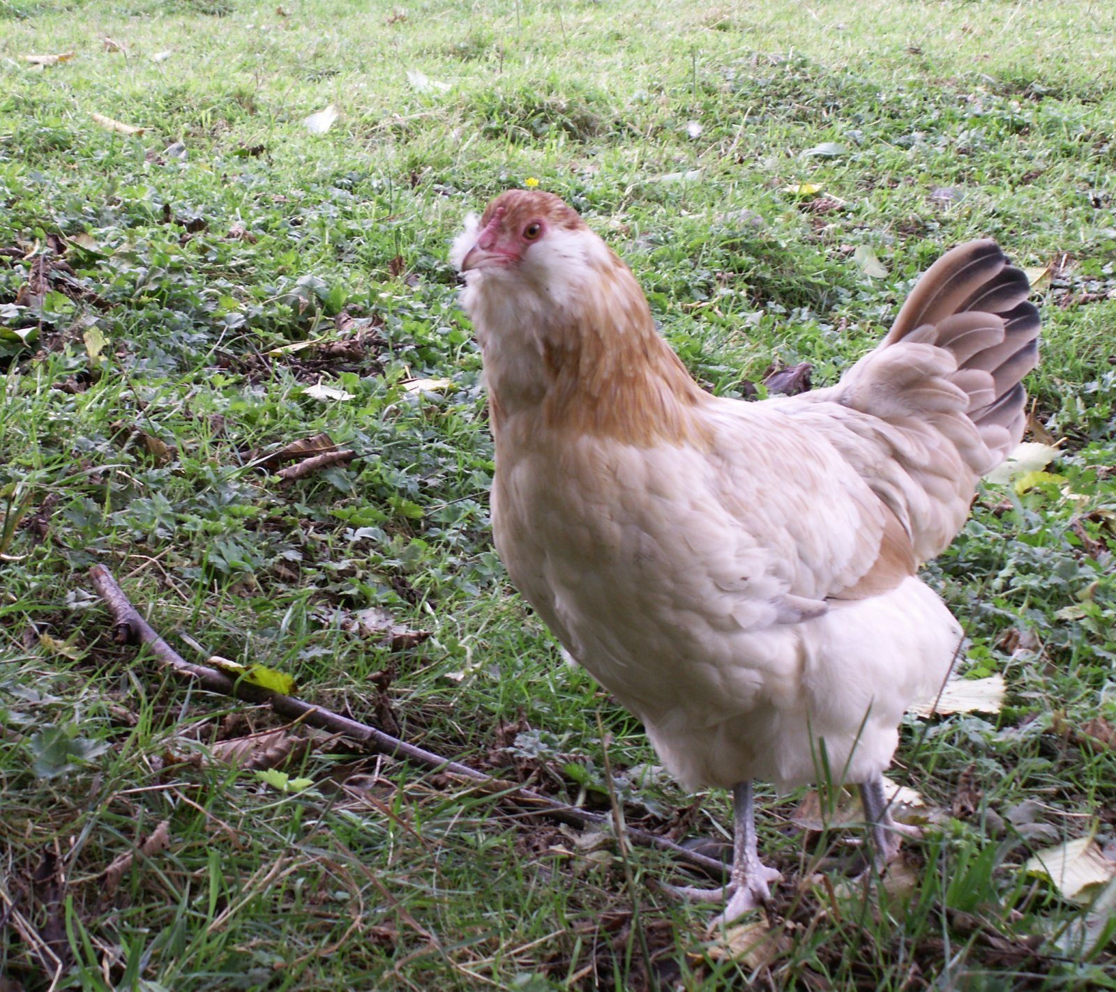 BackYard Chickens - Learn How to Raise Chickens