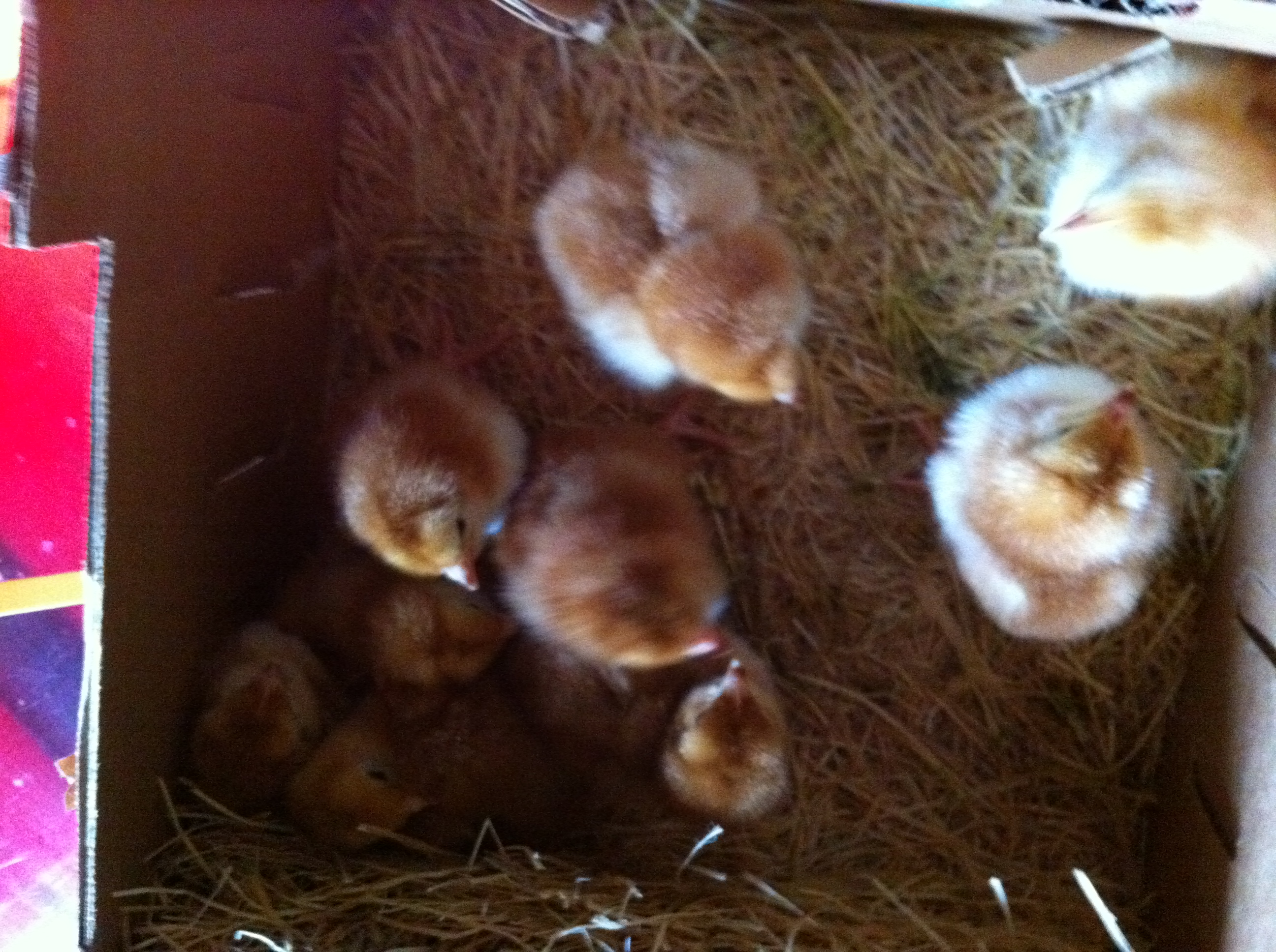 BackYard Chickens - Learn How to Raise Chickens