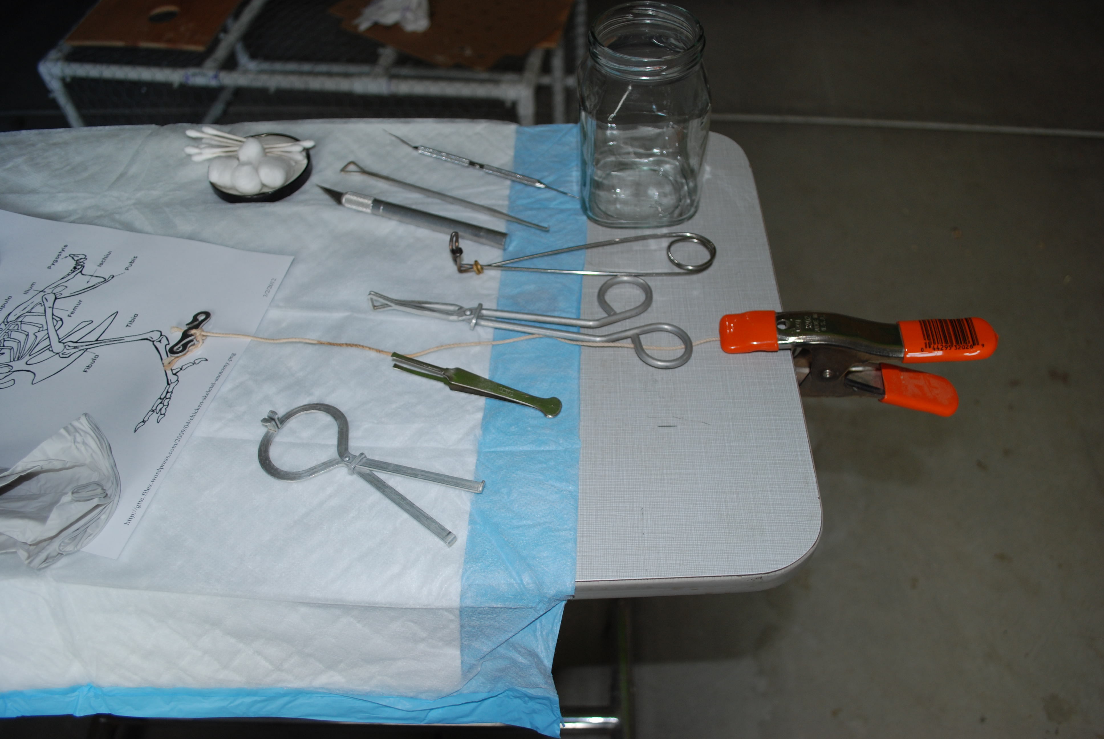 BackYard Chickens - Learn How to Raise Chickens