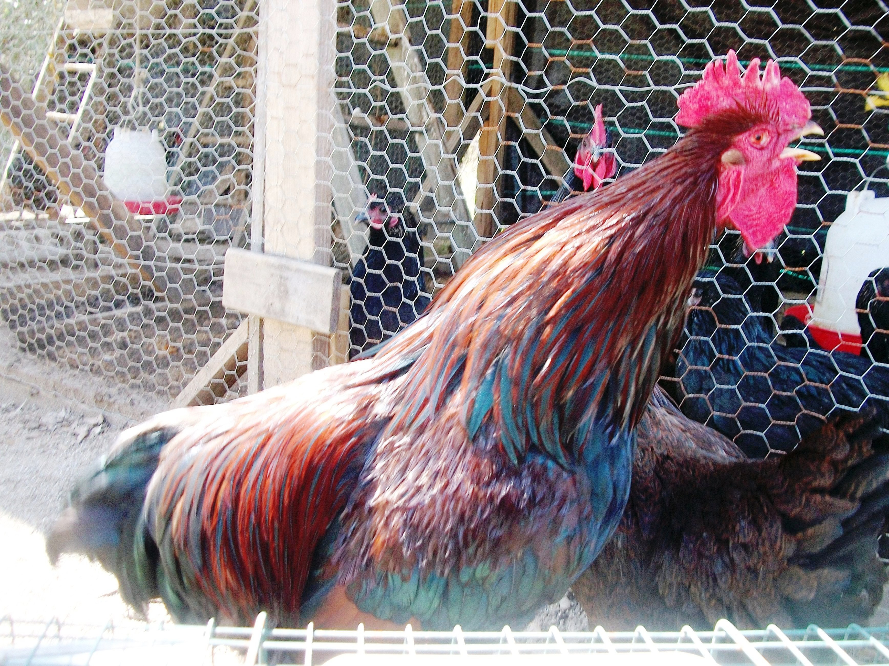 BackYard Chickens - Learn How to Raise Chickens