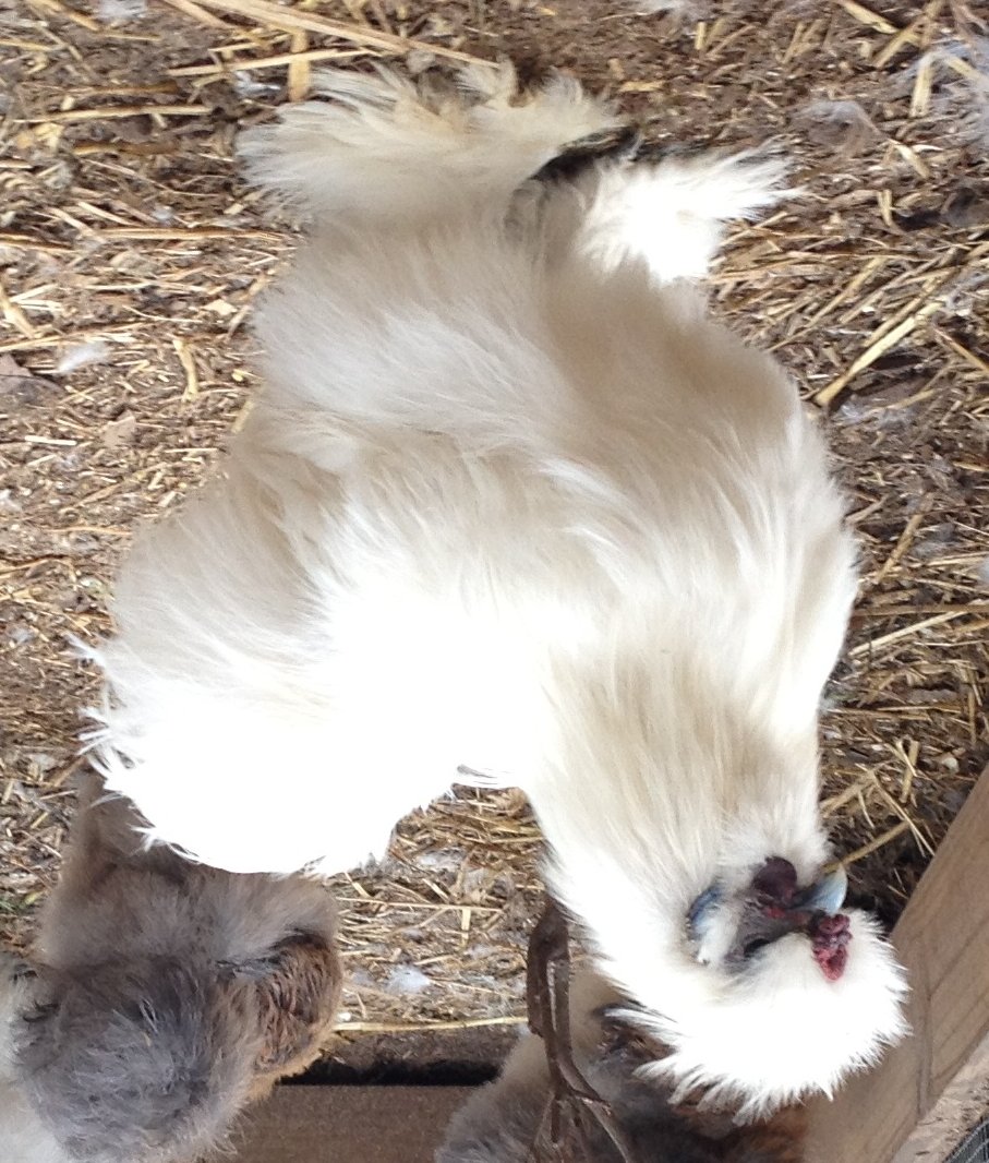 BackYard Chickens - Learn How to Raise Chickens