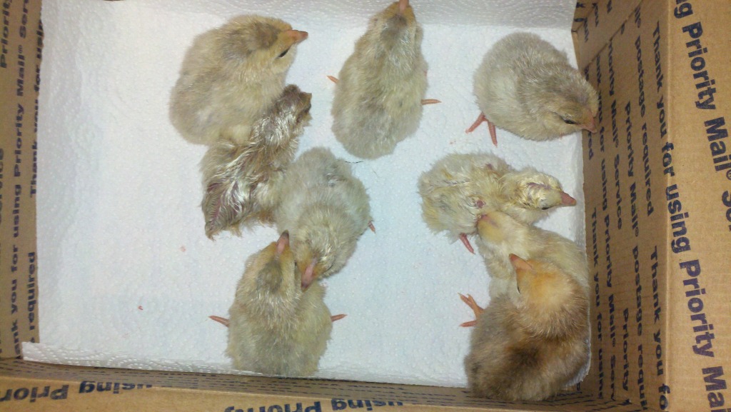 BackYard Chickens - Learn How to Raise Chickens