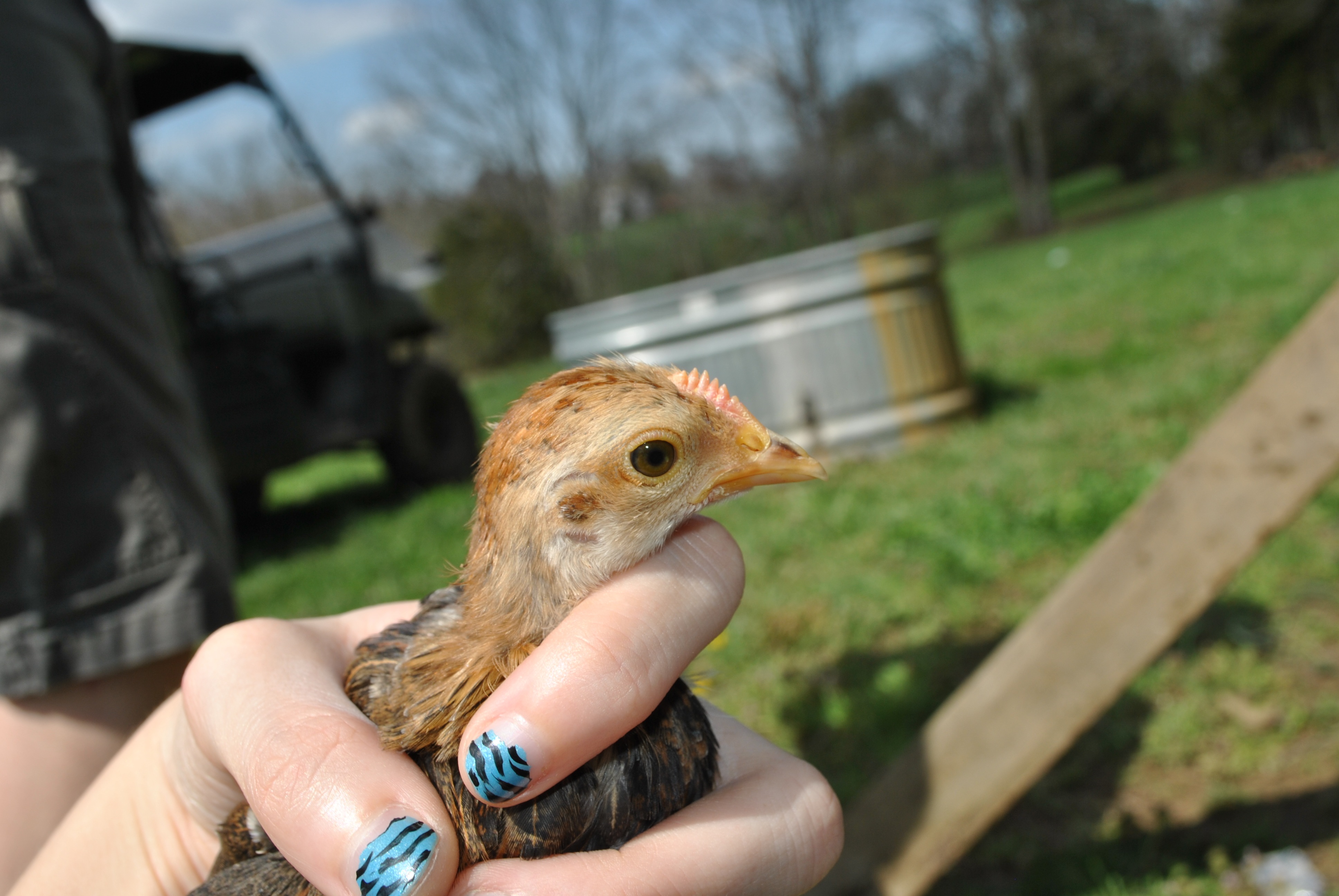BackYard Chickens - Learn How to Raise Chickens