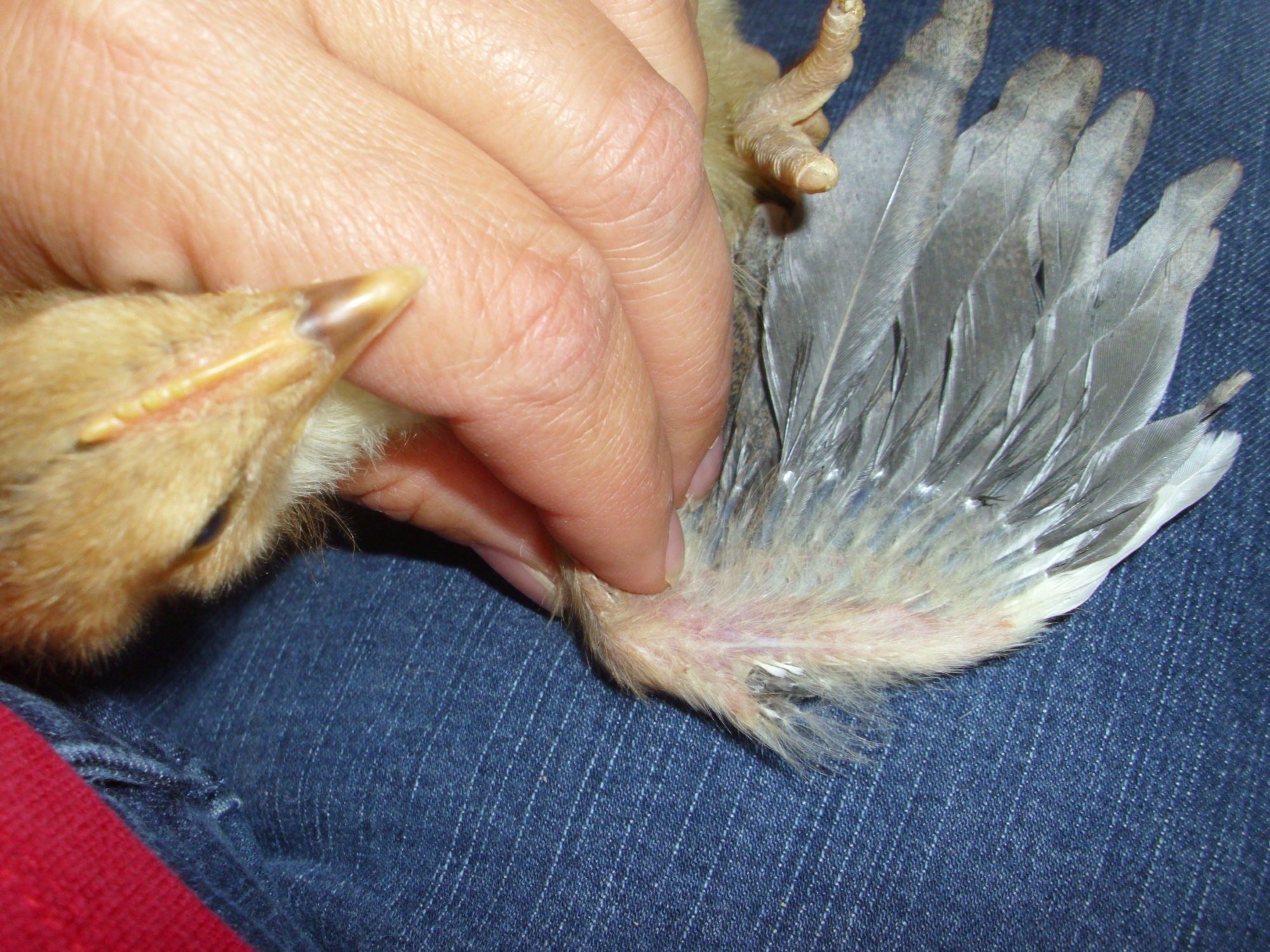 BackYard Chickens - Learn How to Raise Chickens