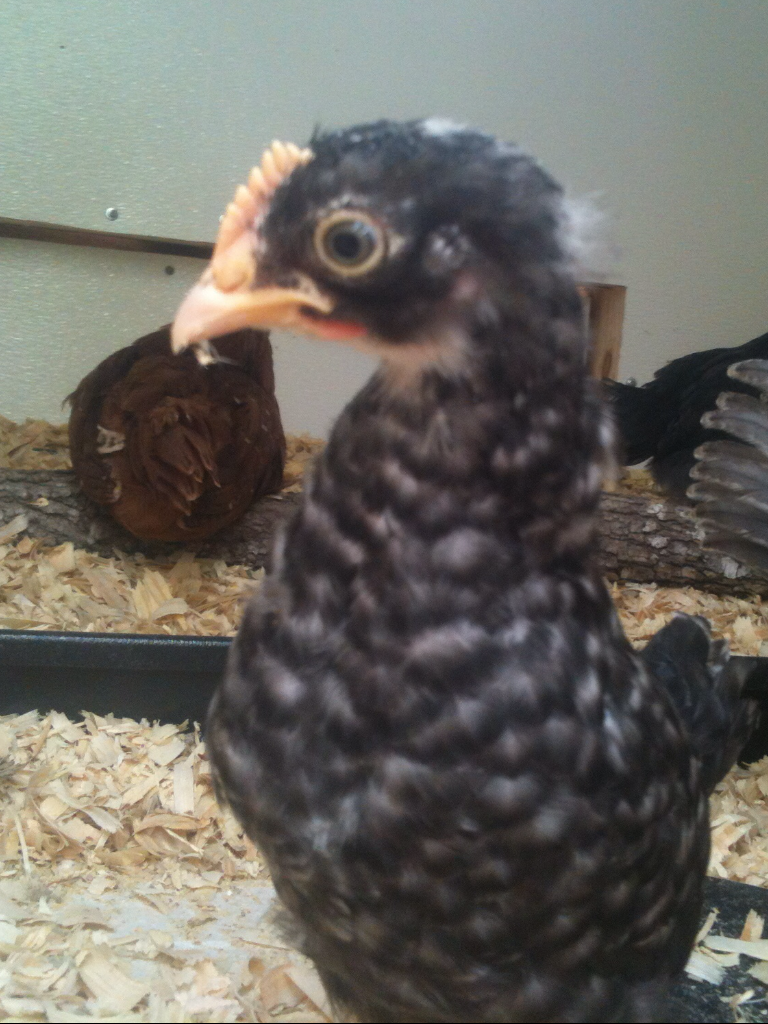 BackYard Chickens - Learn How to Raise Chickens