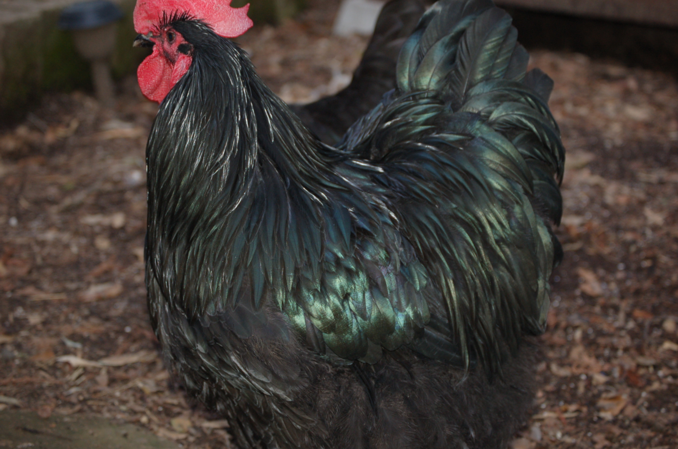 BackYard Chickens - Learn How to Raise Chickens