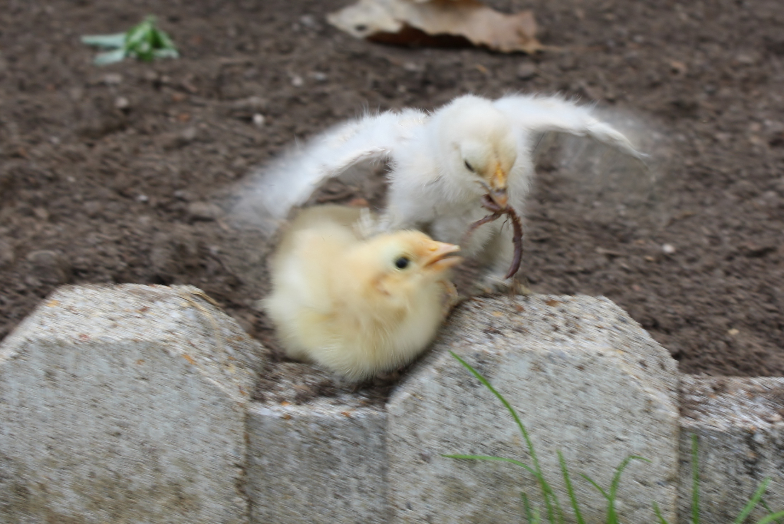 BackYard Chickens - Learn How to Raise Chickens