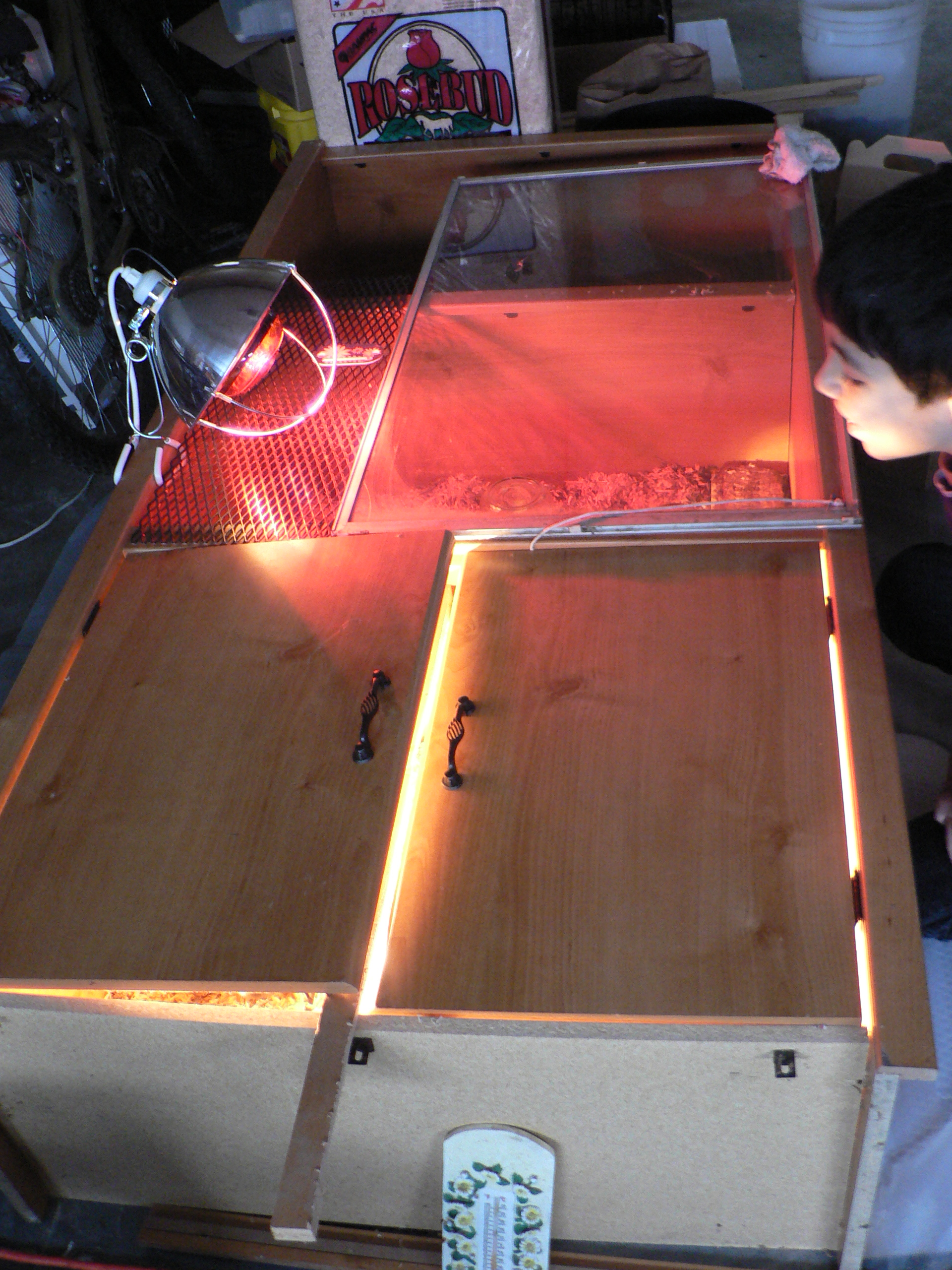 BackYard Chickens - Learn How to Raise Chickens