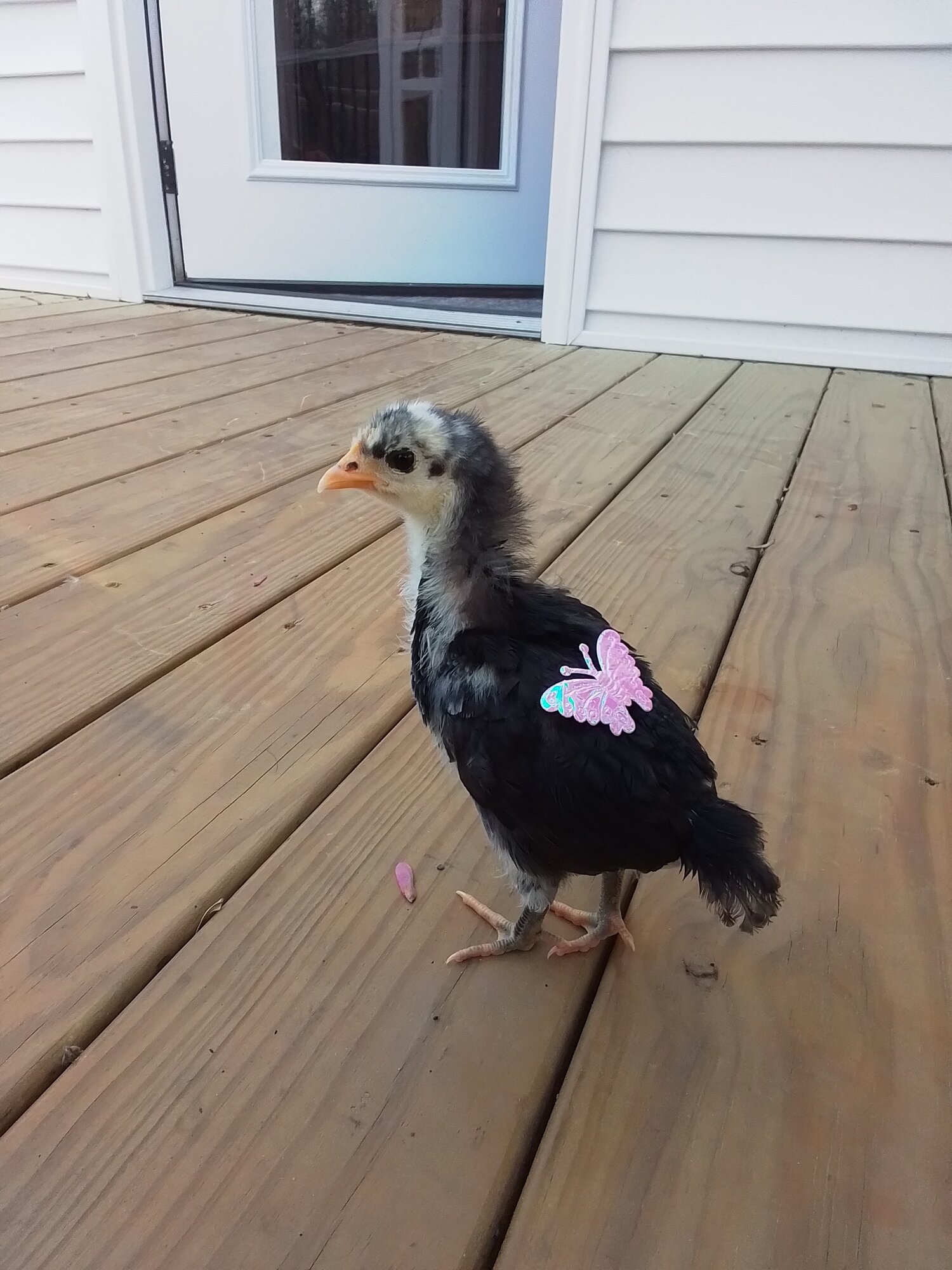 526.jpg | BackYard Chickens - Learn How to Raise Chickens