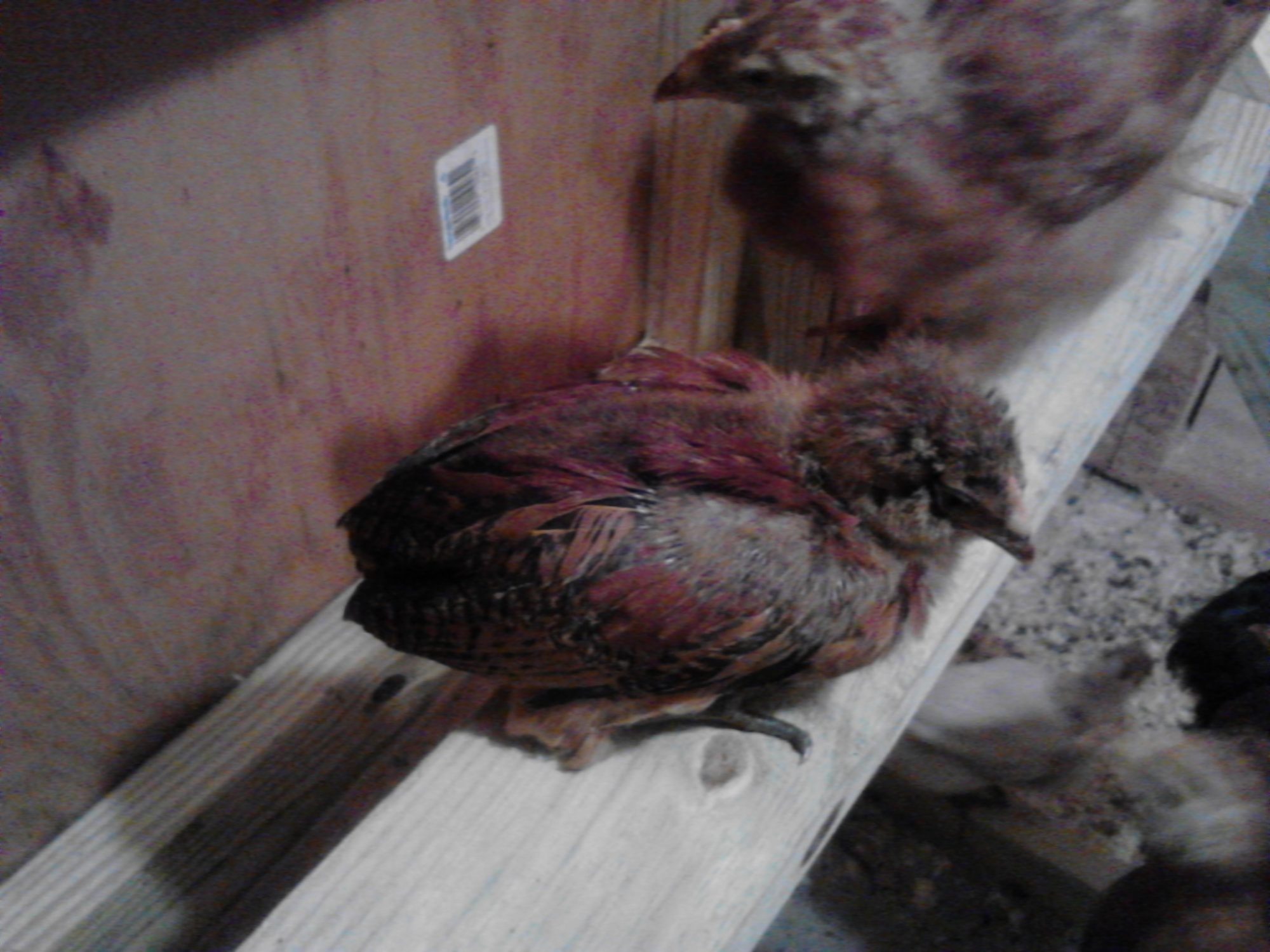 BackYard Chickens - Learn How to Raise Chickens