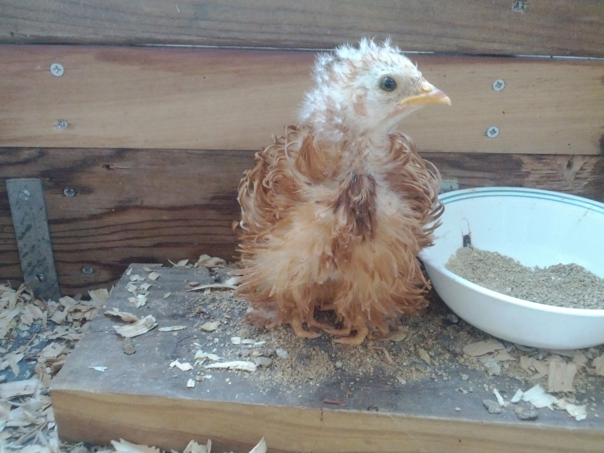 BackYard Chickens - Learn How to Raise Chickens