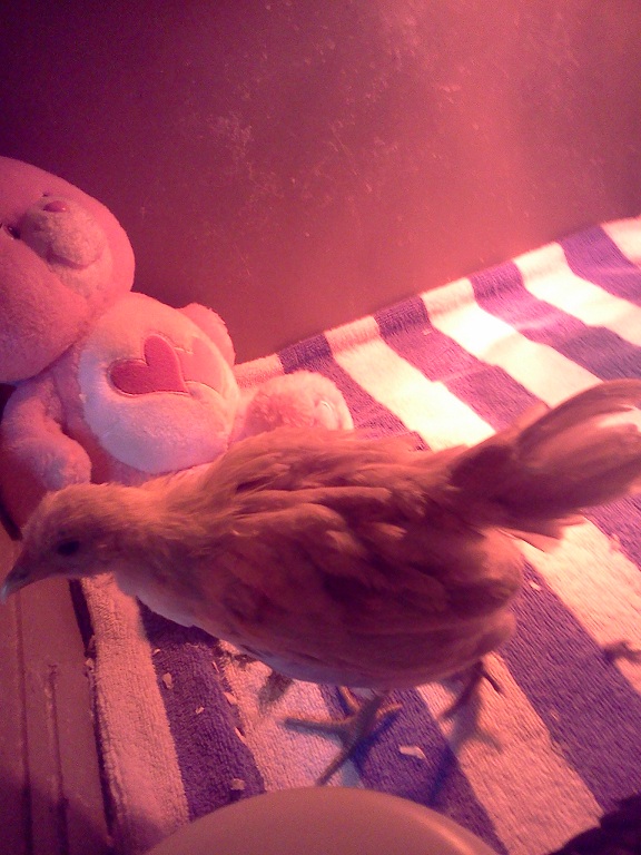 BackYard Chickens - Learn How to Raise Chickens