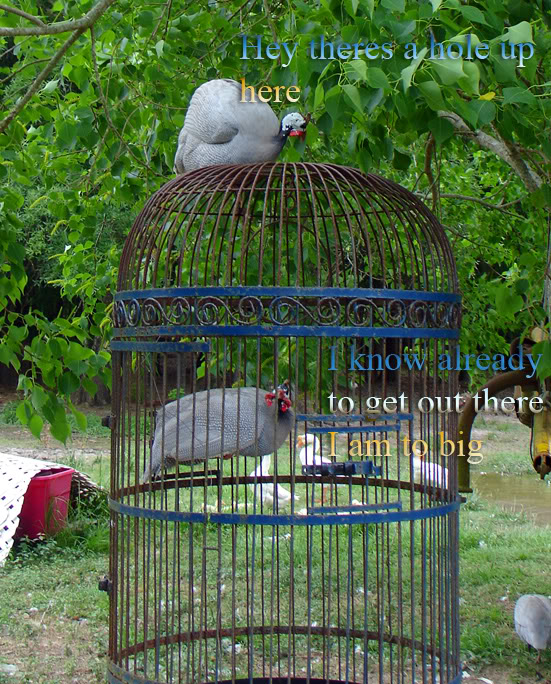 BackYard Chickens - Learn How to Raise Chickens