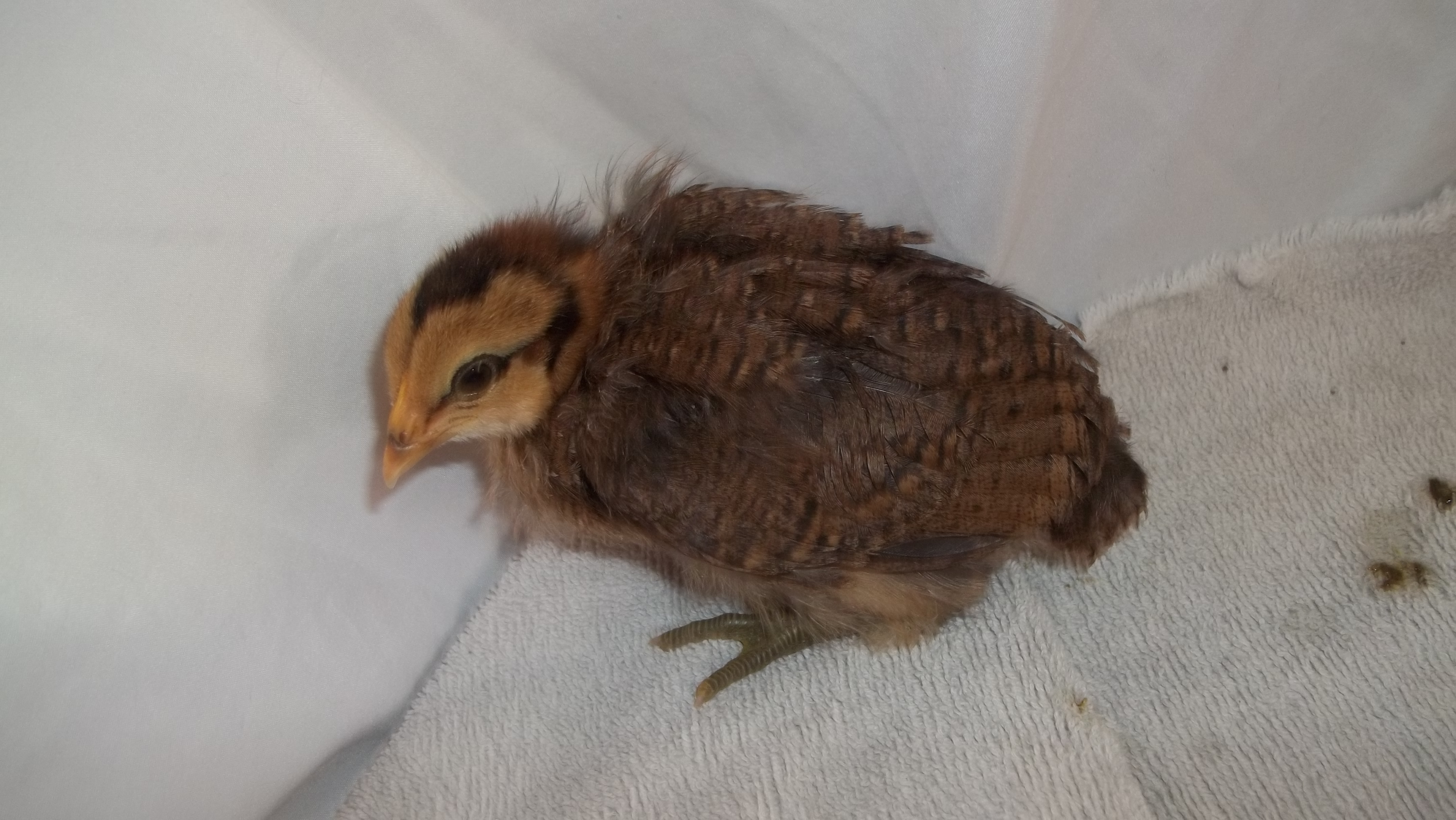 BackYard Chickens - Learn How to Raise Chickens