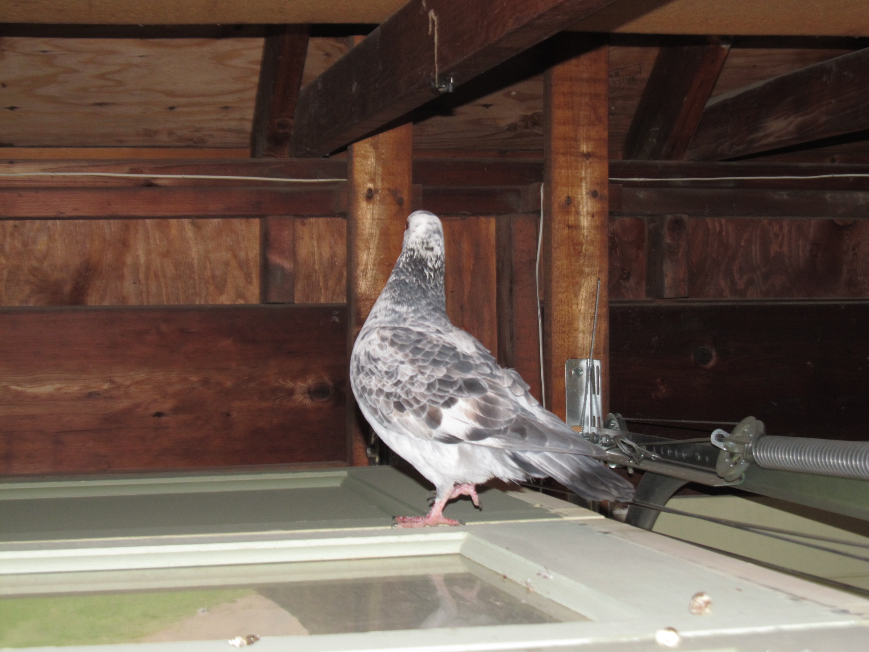 BackYard Chickens - Learn How to Raise Chickens