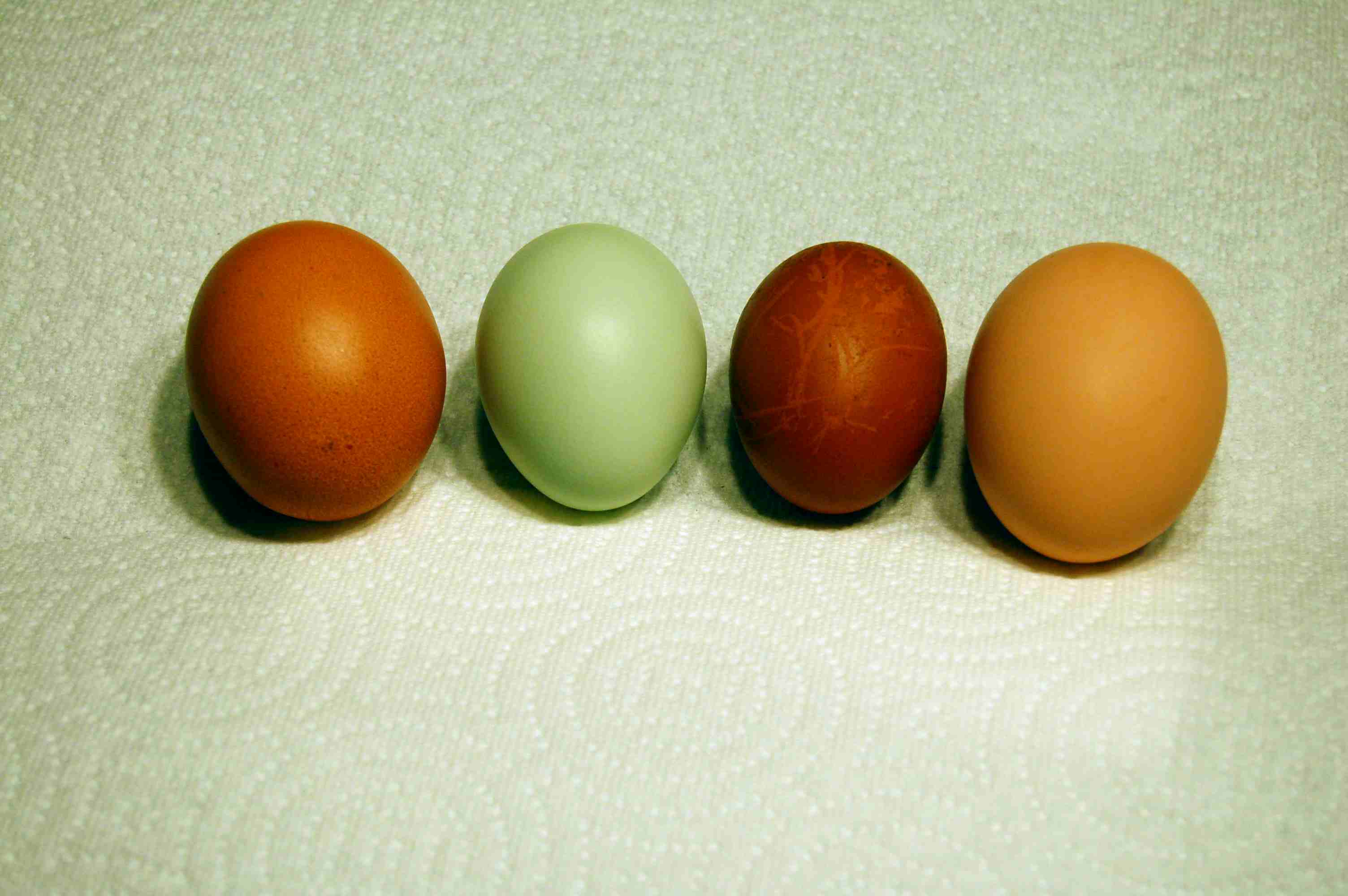 BackYard Chickens - Learn How to Raise Chickens