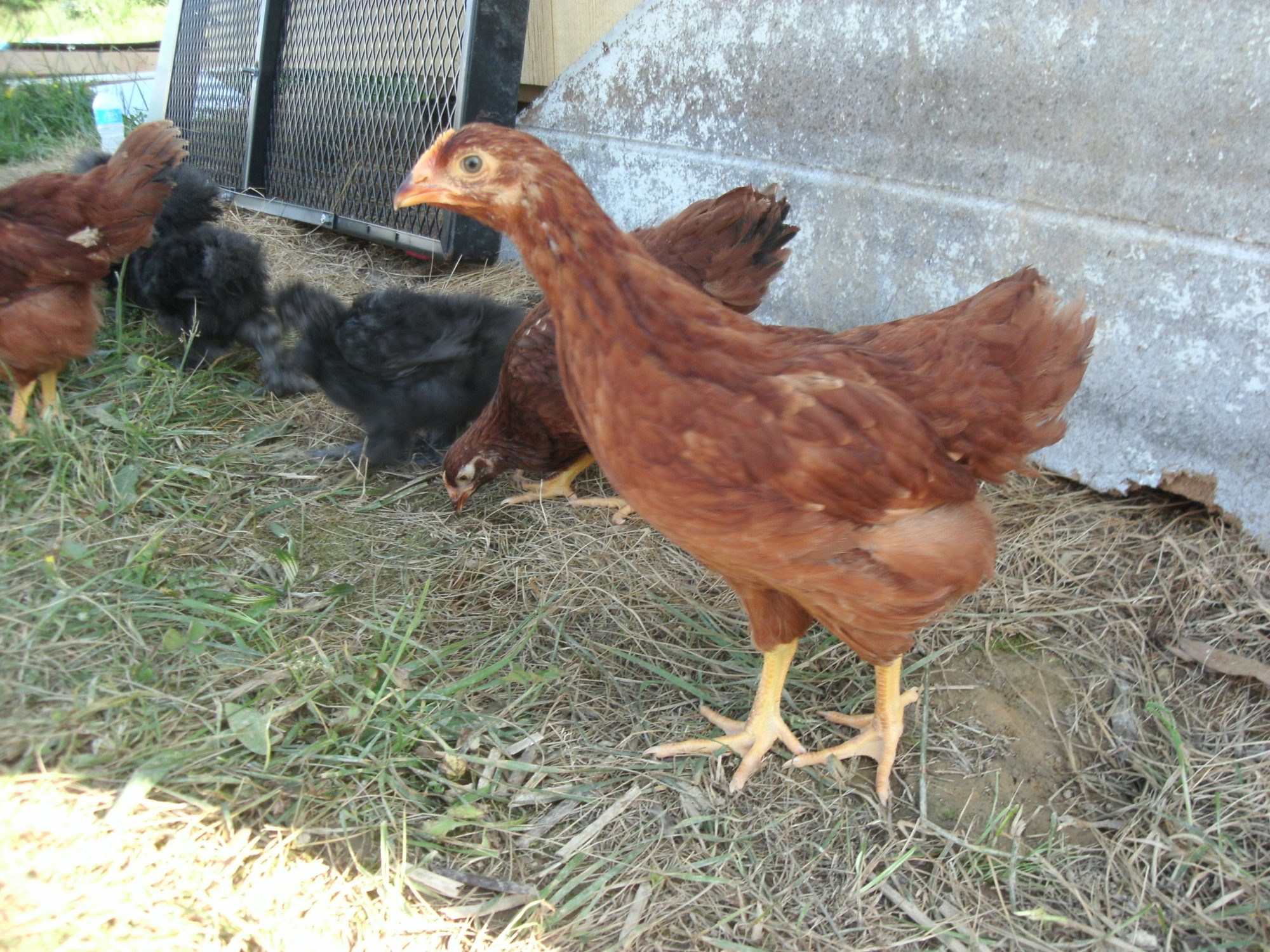 BackYard Chickens - Learn How to Raise Chickens