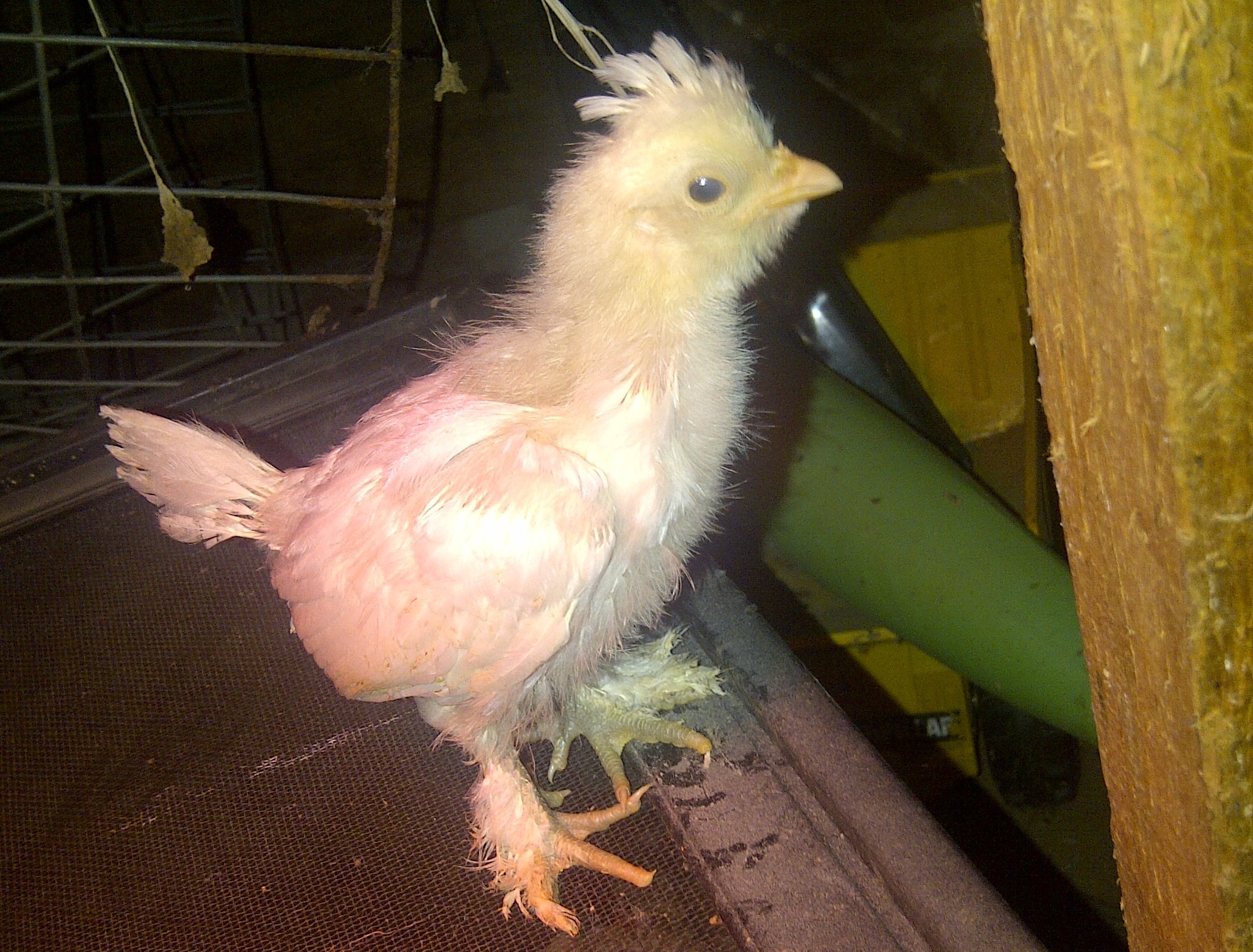 BackYard Chickens - Learn How to Raise Chickens